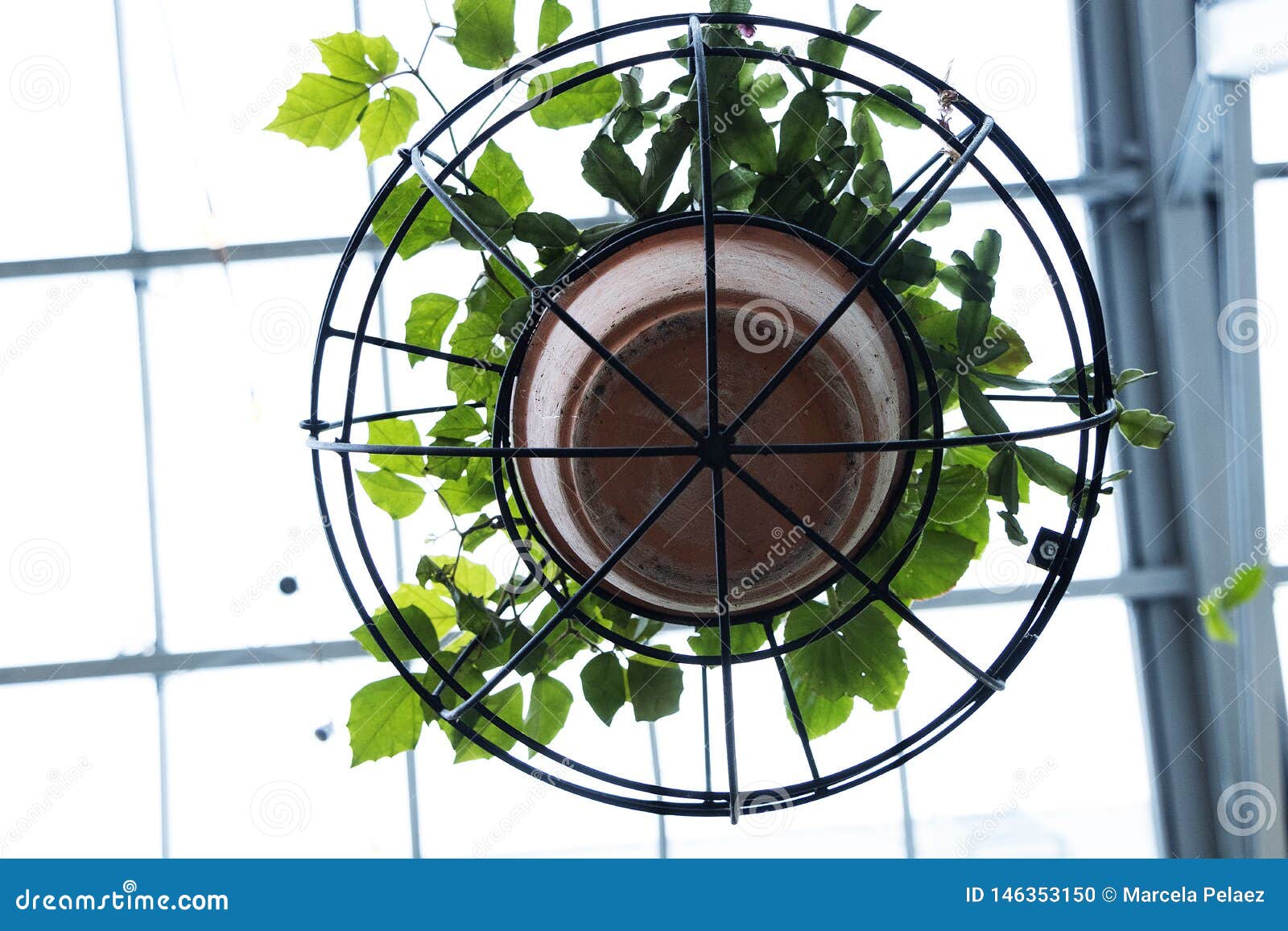 Creeper Plant in Clay Pot and Circular Iron Structure Hanging from the ...