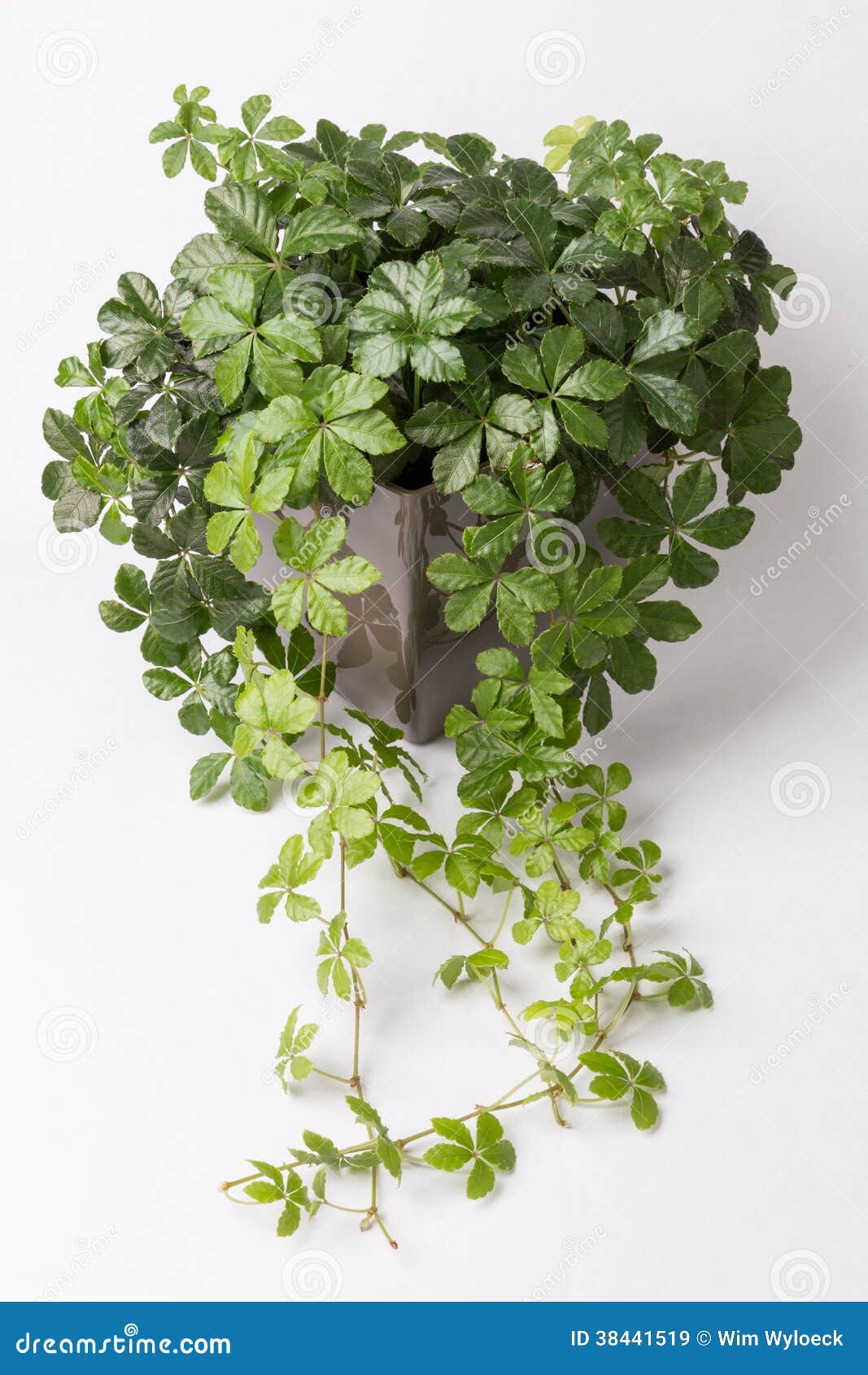 Creeper Plant in Flower Pot Stock Image - Image of decoration, studio ...