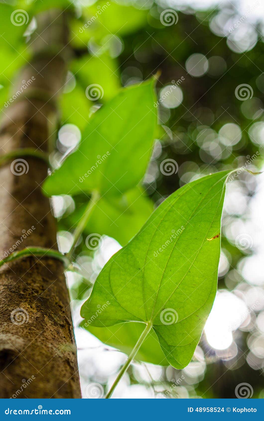 Creeper Plant Growing Around Tree Stock Photo - Image of copy, moss ...