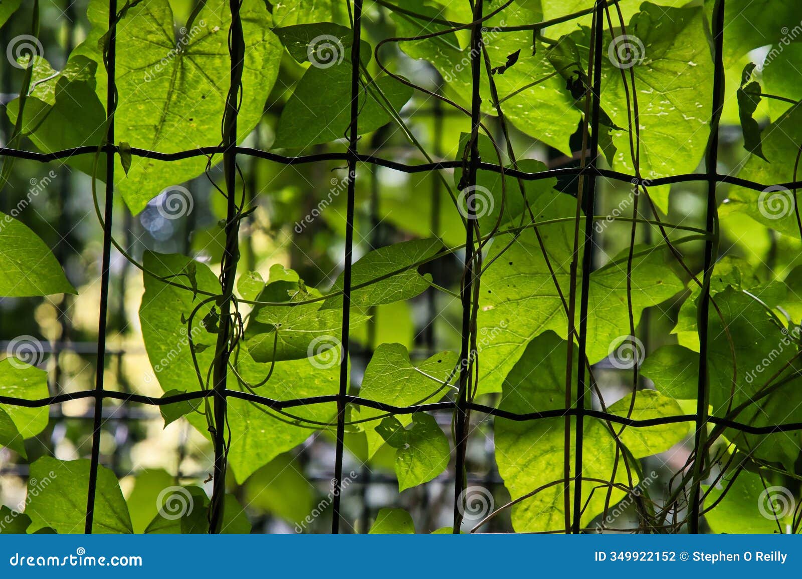 Creeper Plant Tertered To a Wire Mesh Large Leaves Backlit by the ...