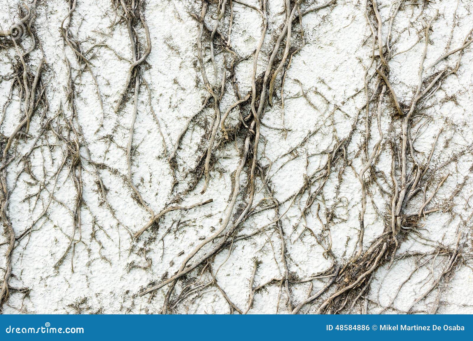 Creeper Plant Texture on Wall Stock Photo - Image of pattern, plant ...