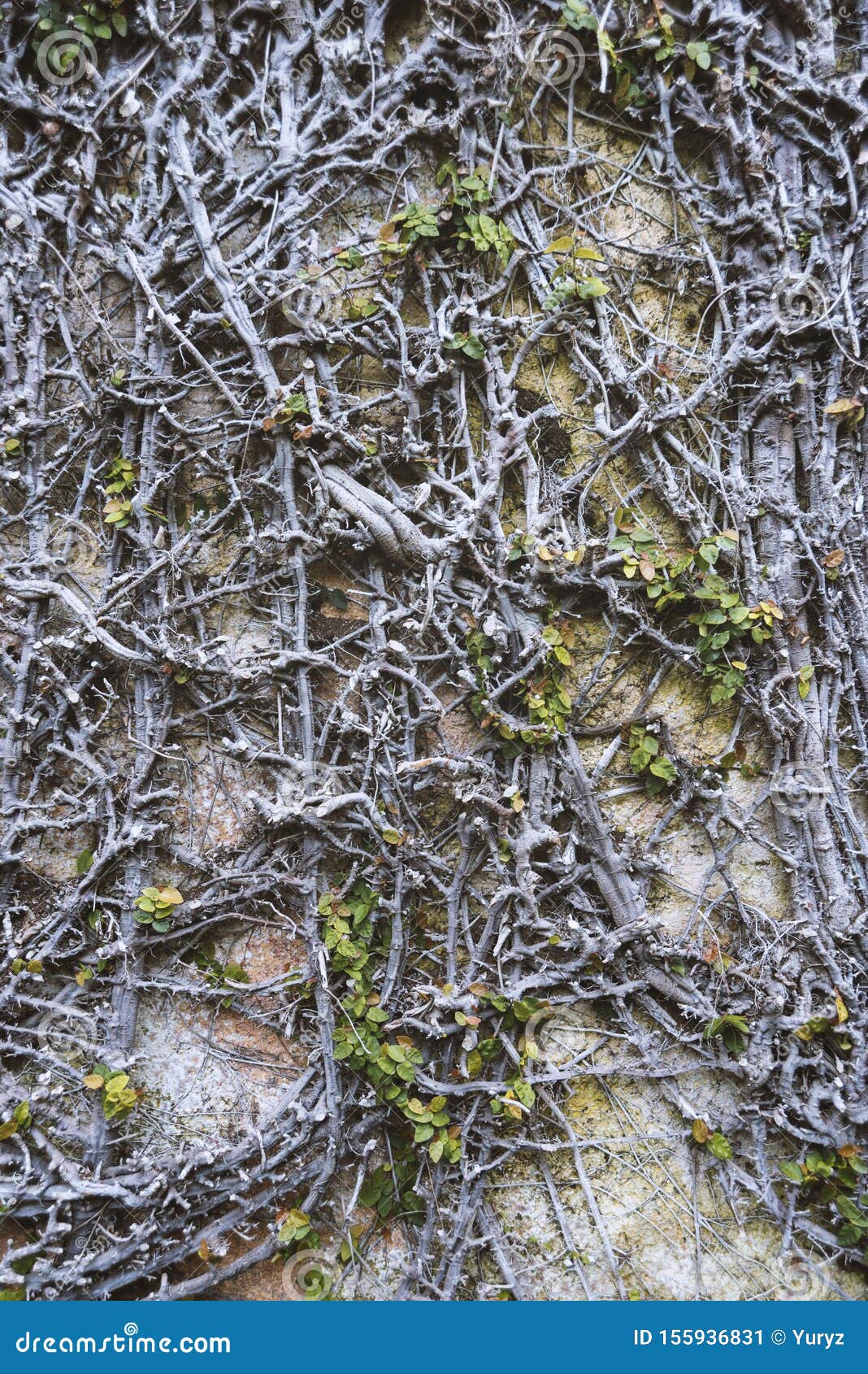 Creeper plant thicket stock image. Image of background - 155936831