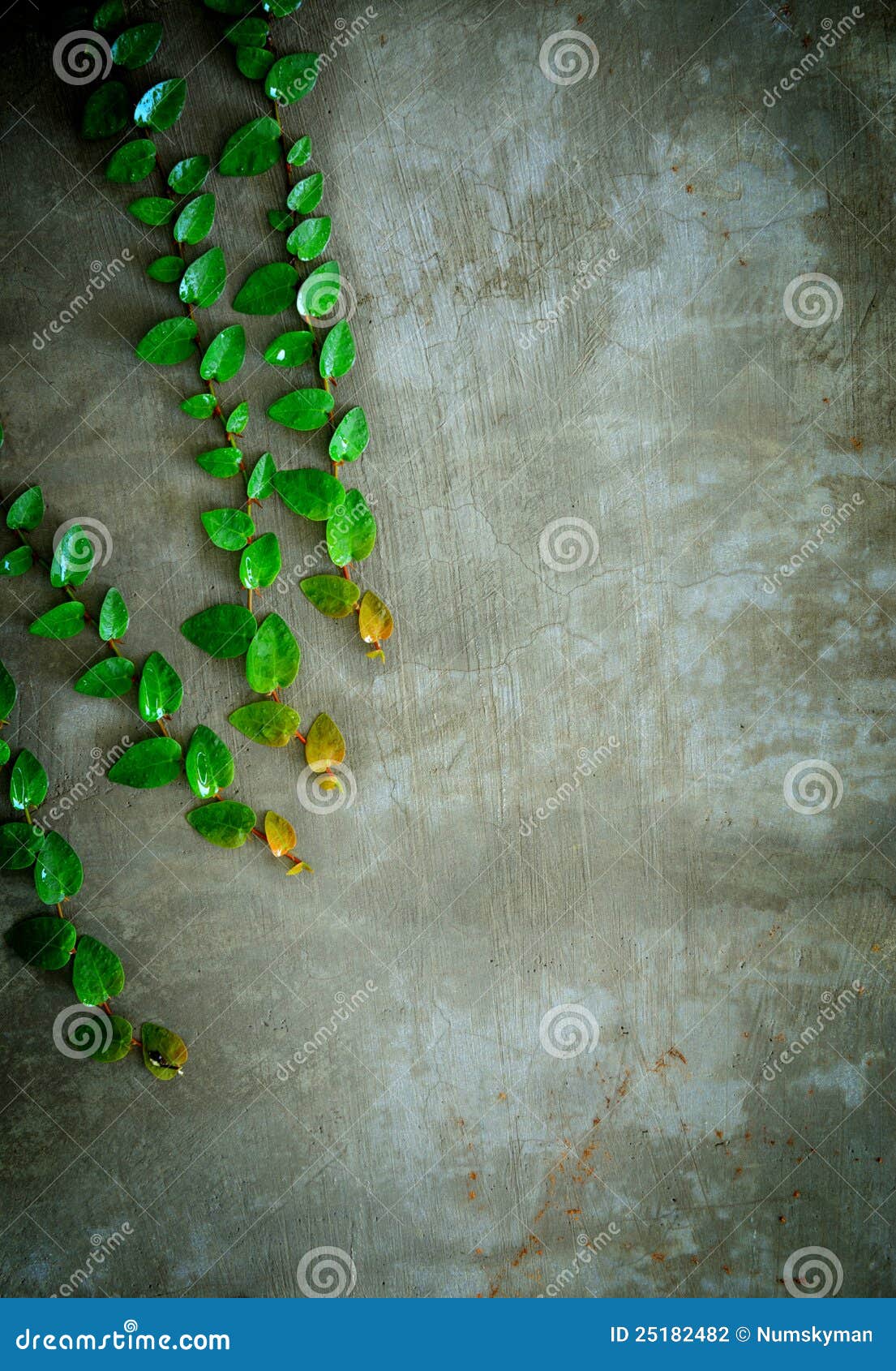 16,889 Plant Creeper Pattern Stock Photos - Free & Royalty-Free Stock ...