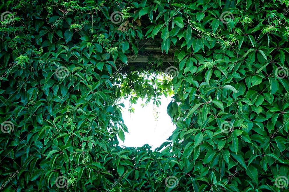 Creeper plant window stock image. Image of creeper, grapevine - 45703745