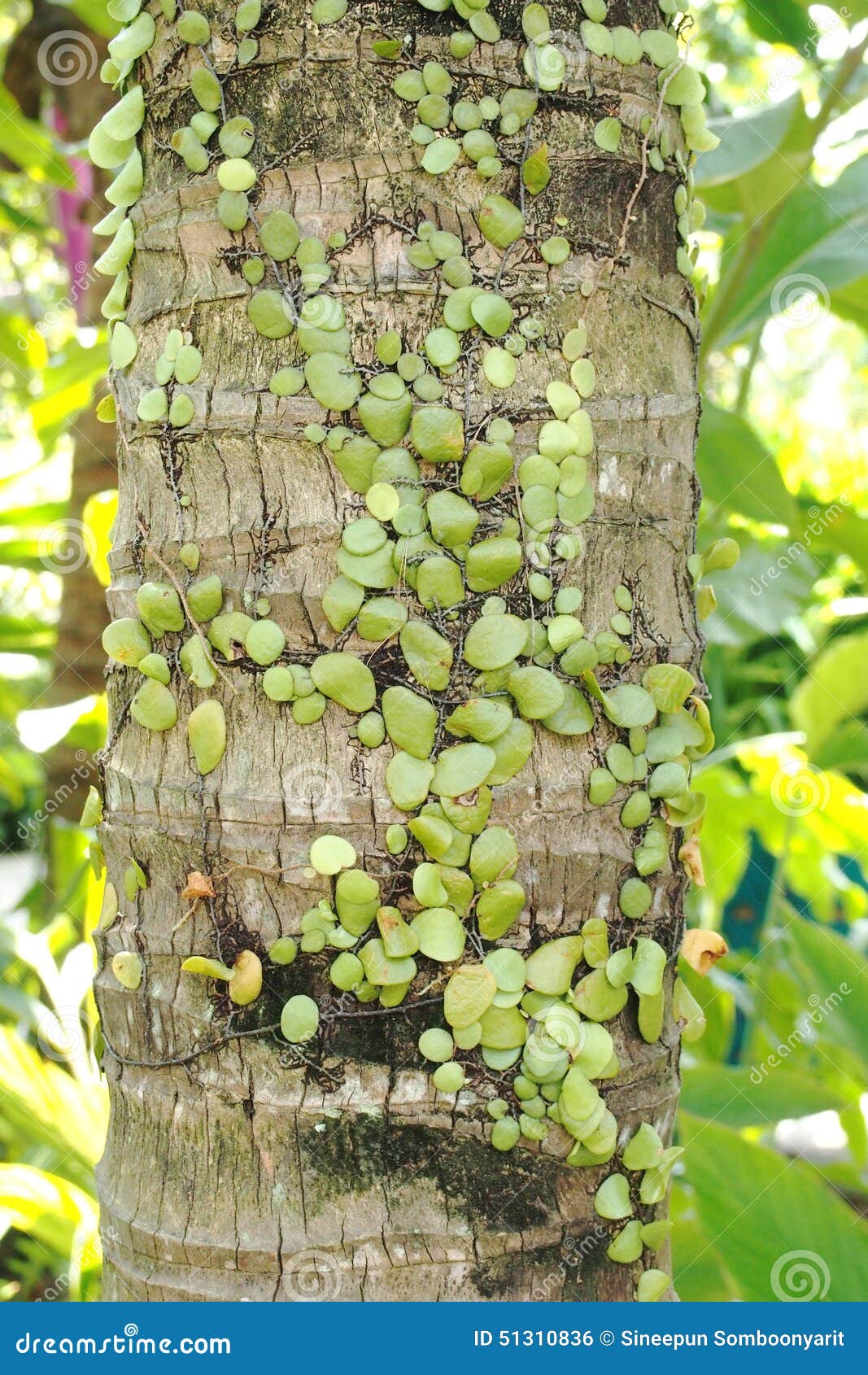 Creeper Plants on the Coconut Tree Stock Photo - Image of nature ...