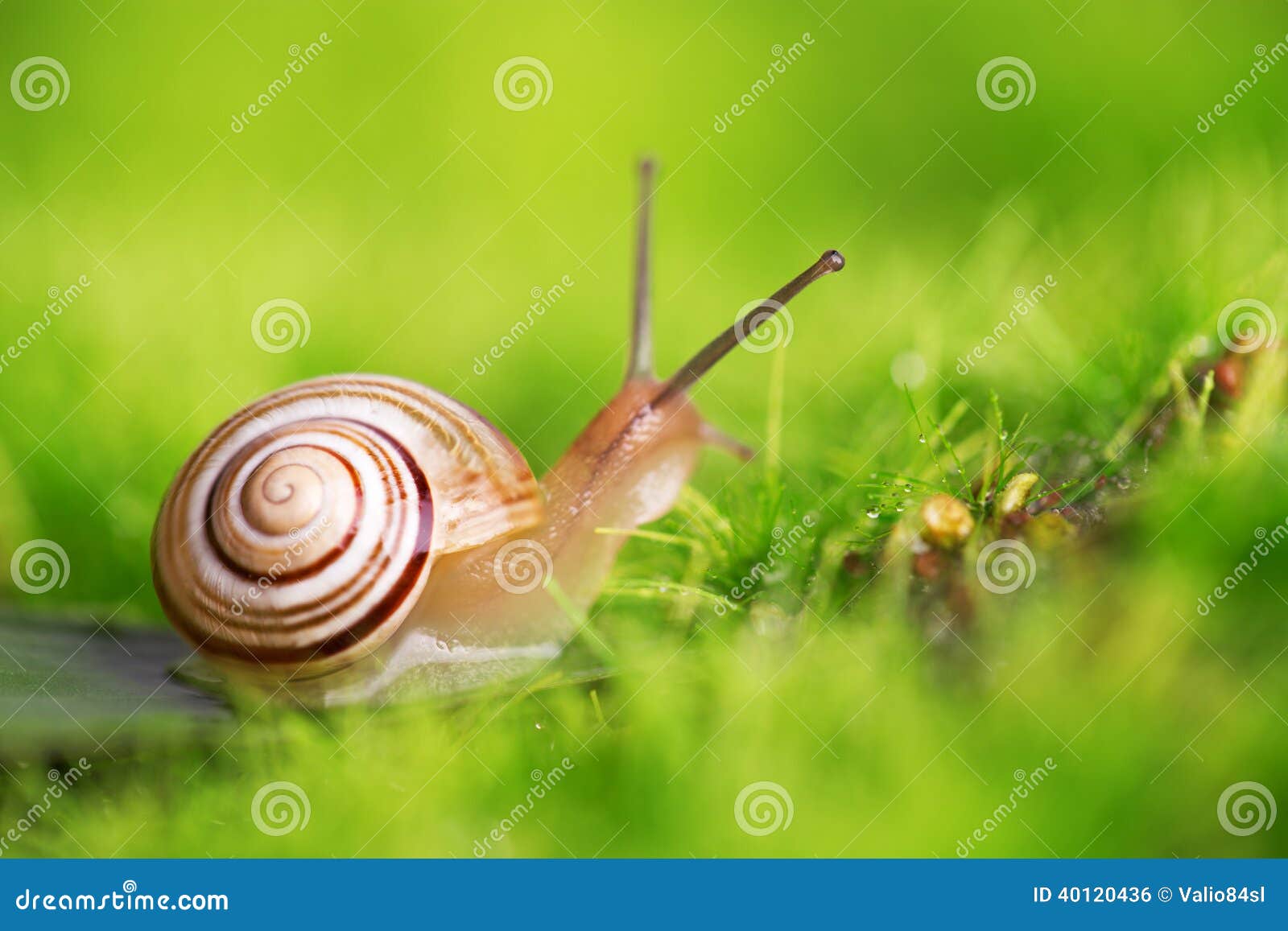 Creeper Snail after Rain on the Grass. Stock Photo - Image of leaf ...