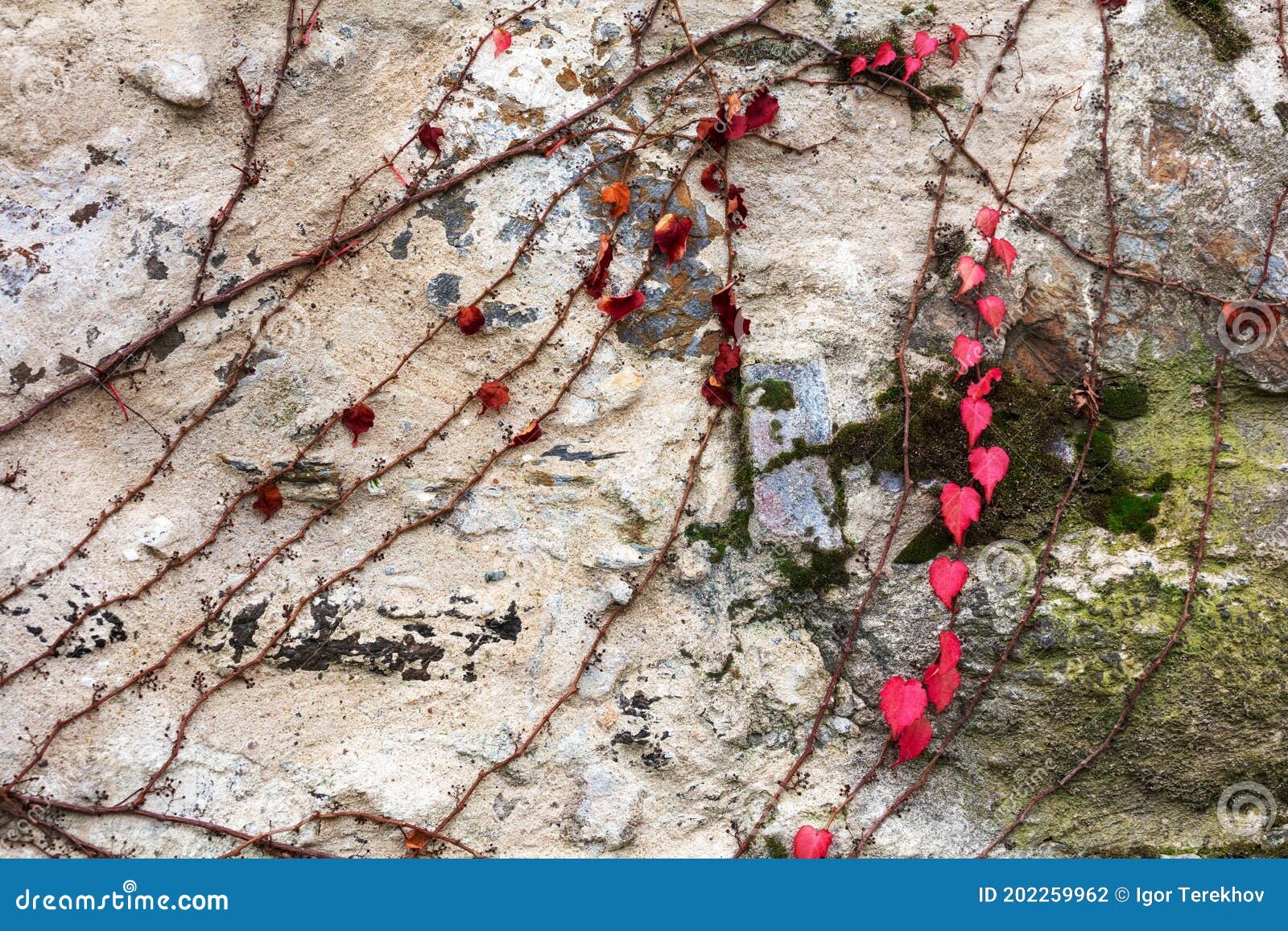 Creeper on stone wall stock photo. Image of dirty, grape - 202259962