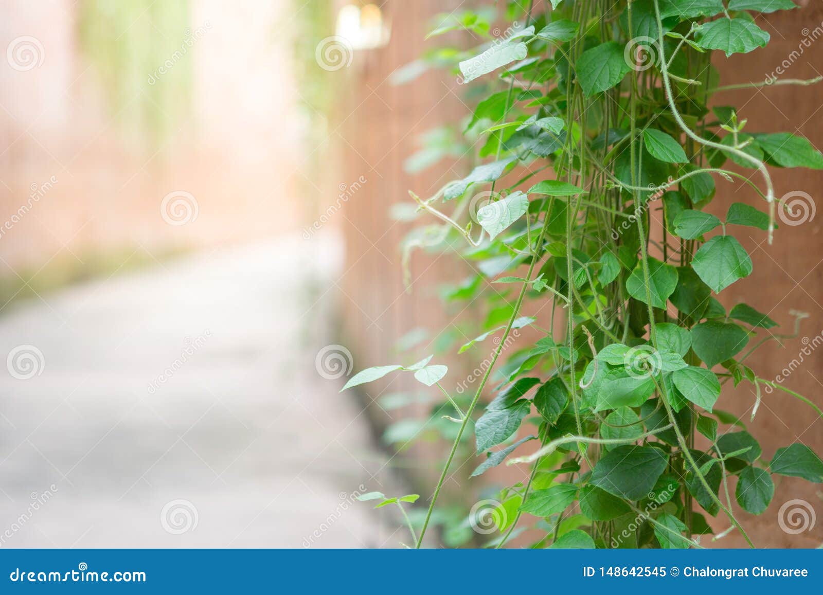Creeper on the Stone Wall and Walkway Stock Image - Image of closeup ...