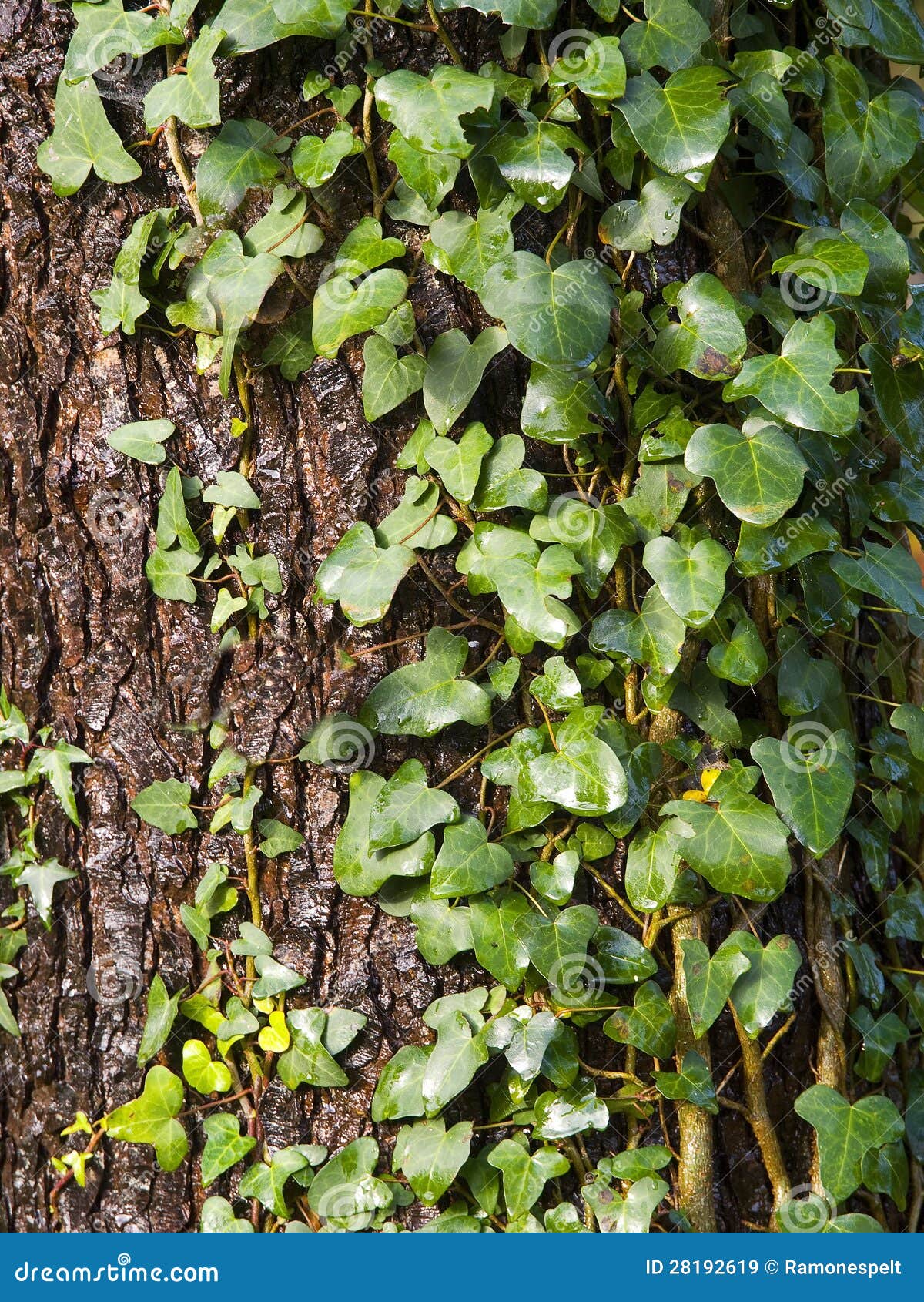 Creeper in a tree stock image. Image of beautiful, leaves - 28192619