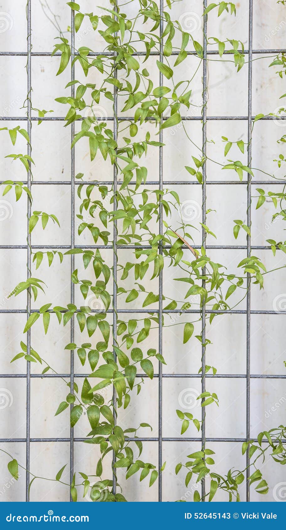Creeper Trellis Background stock image. Image of leaves - 52645143