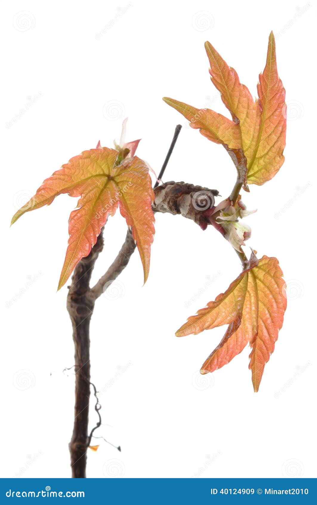 Creeper vine twig stock image. Image of isolated, growing - 40124909