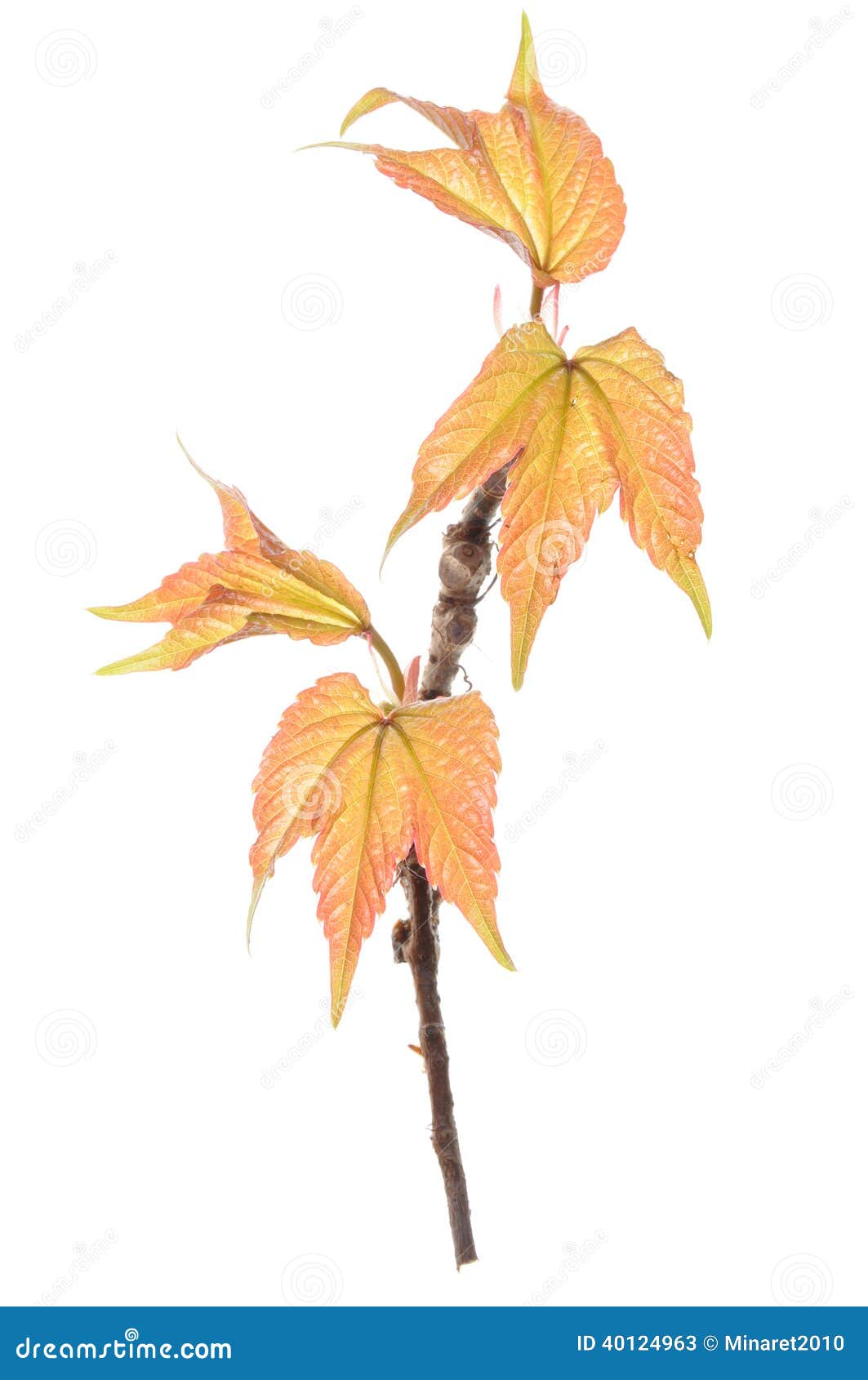 Creeper vine twig stock image. Image of natural, foliage - 40124963