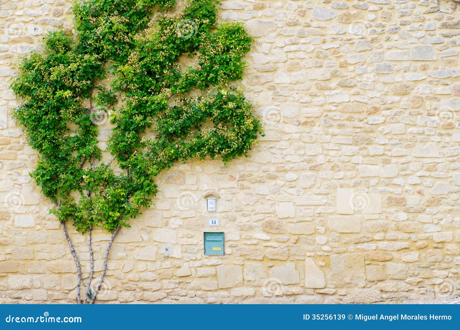 Creeper stock image. Image of bush, climber, background - 35256139