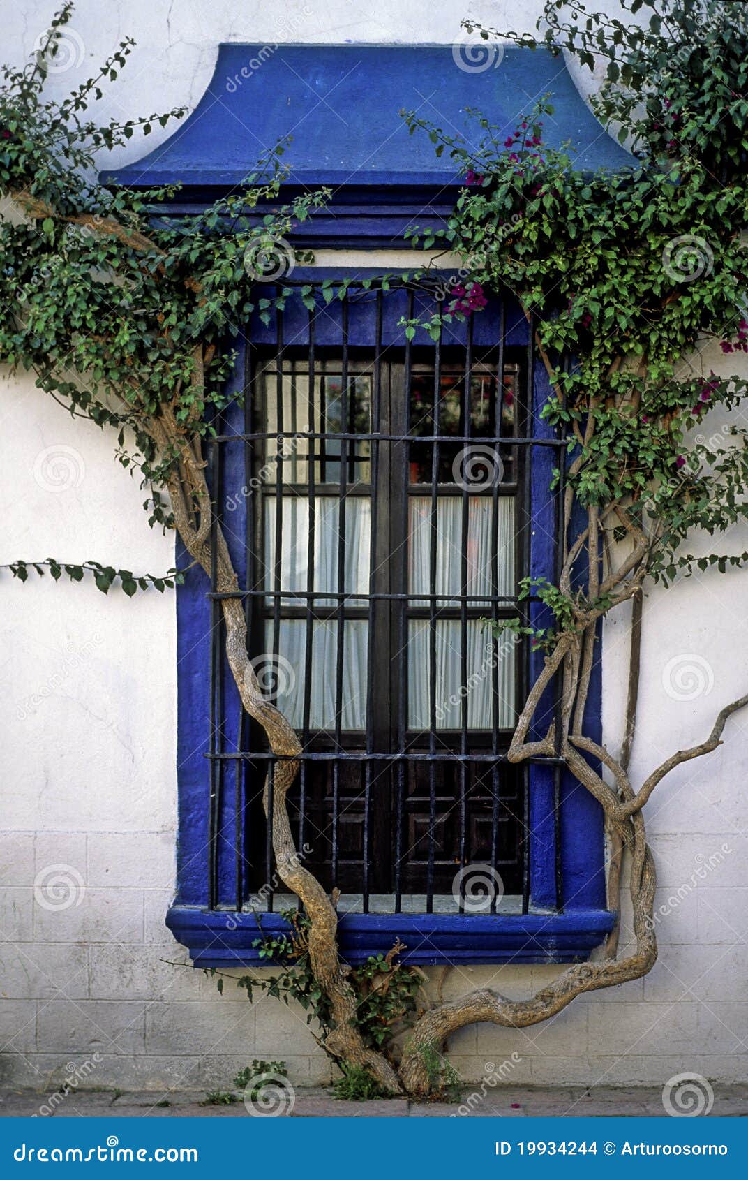 Creeper and window stock photo. Image of facade, foliage - 19934244