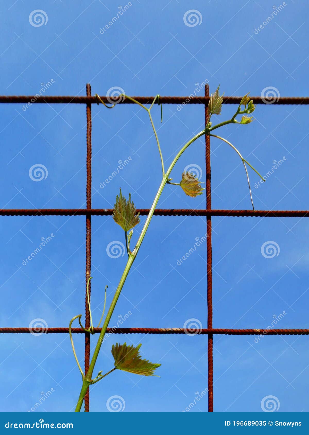 The Creeper in the Wire Mesh Grows Upwards Stock Image - Image of ...