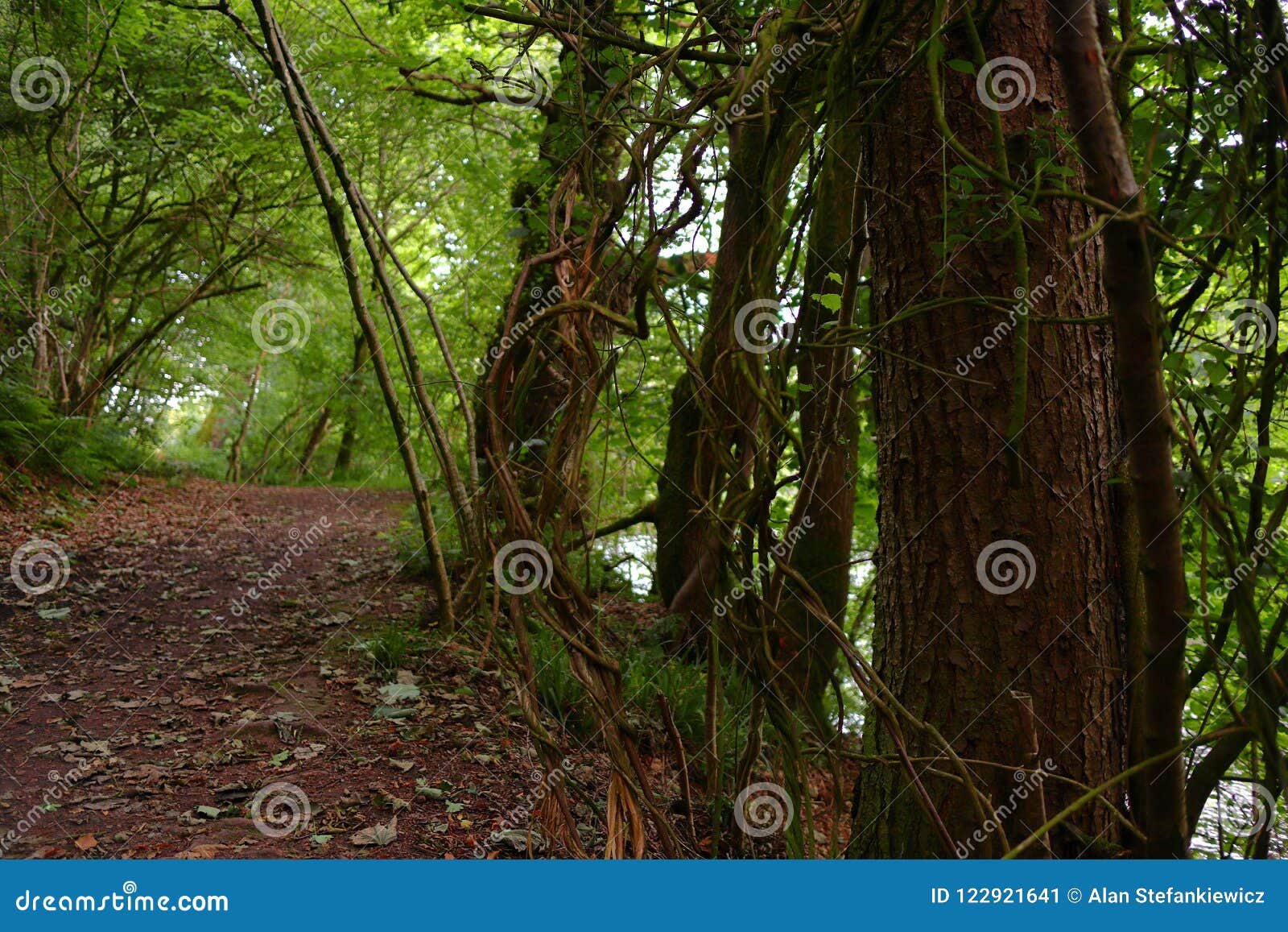 Creepers hanging from tree stock image. Image of field - 122921641