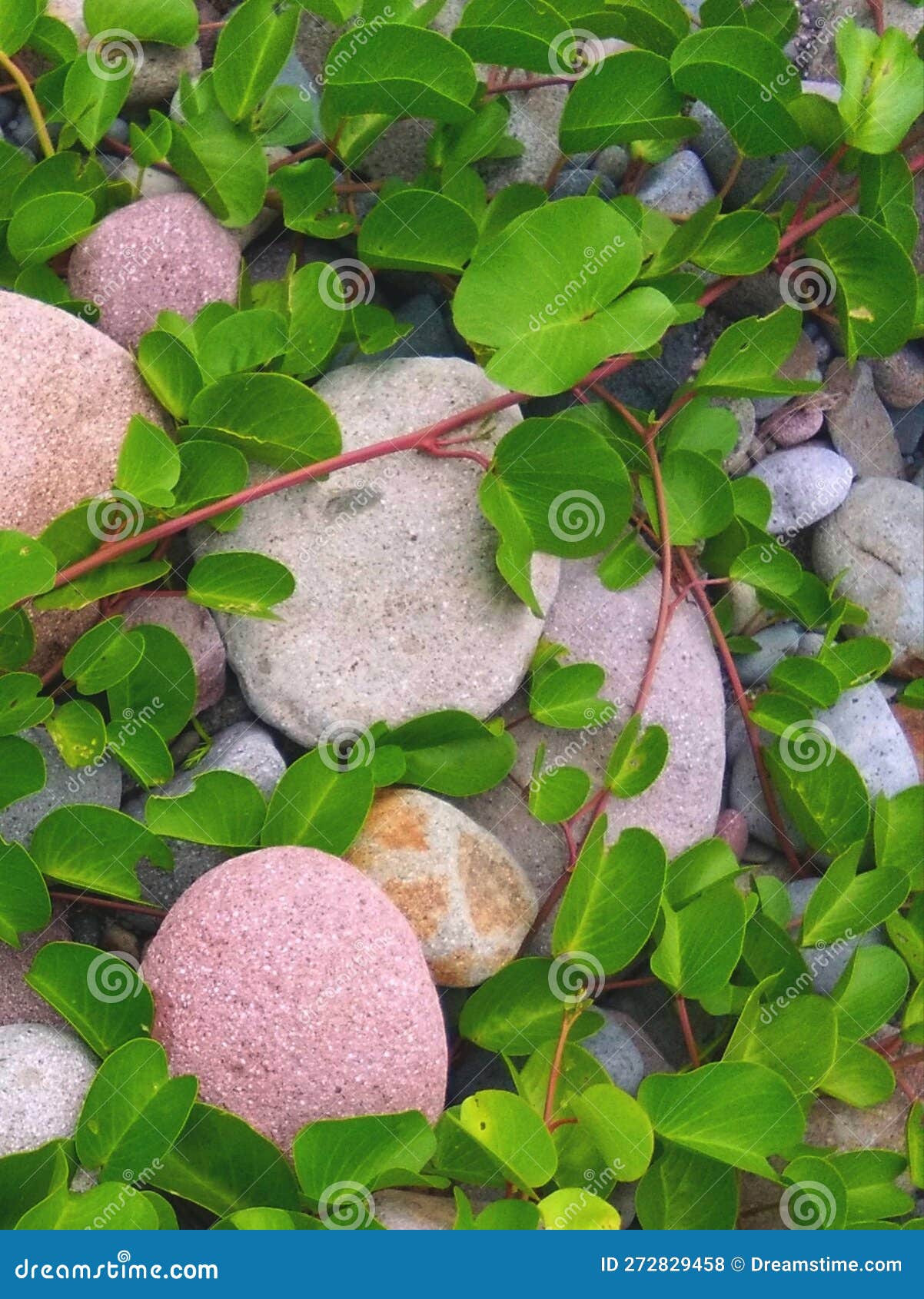 Creepers Thrive among Natural Rocks Stock Photo - Image of creepers ...