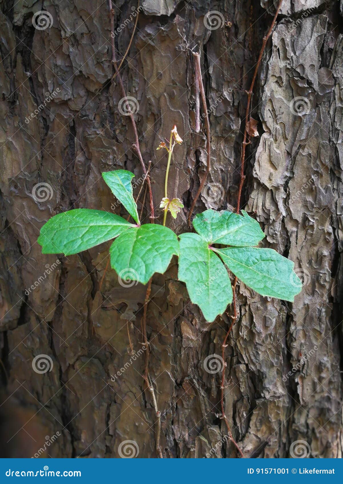 Creepers stock image. Image of leaf, creepers, green - 91571001