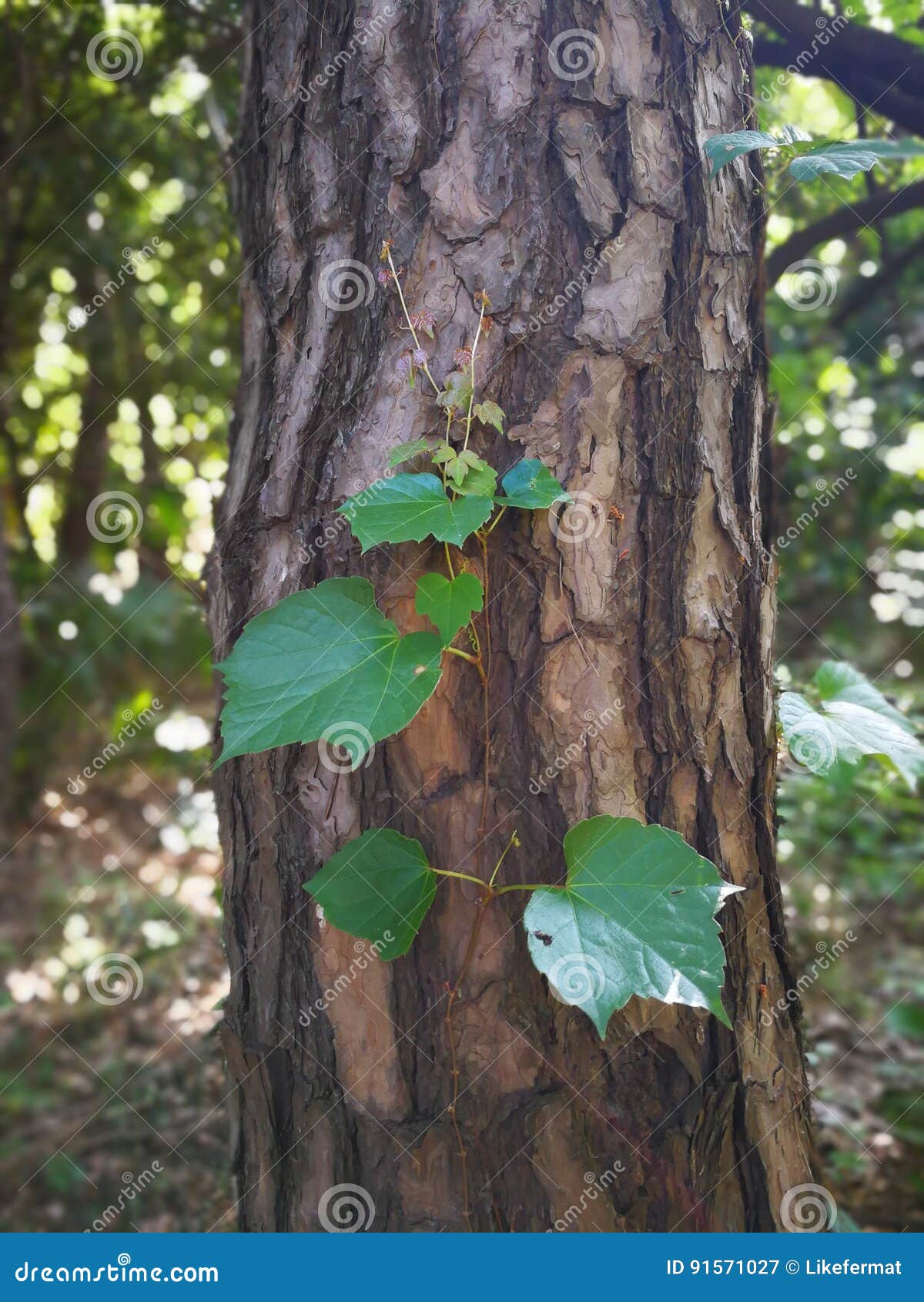 Creepers stock image. Image of boston, branch, deciduous - 91571027