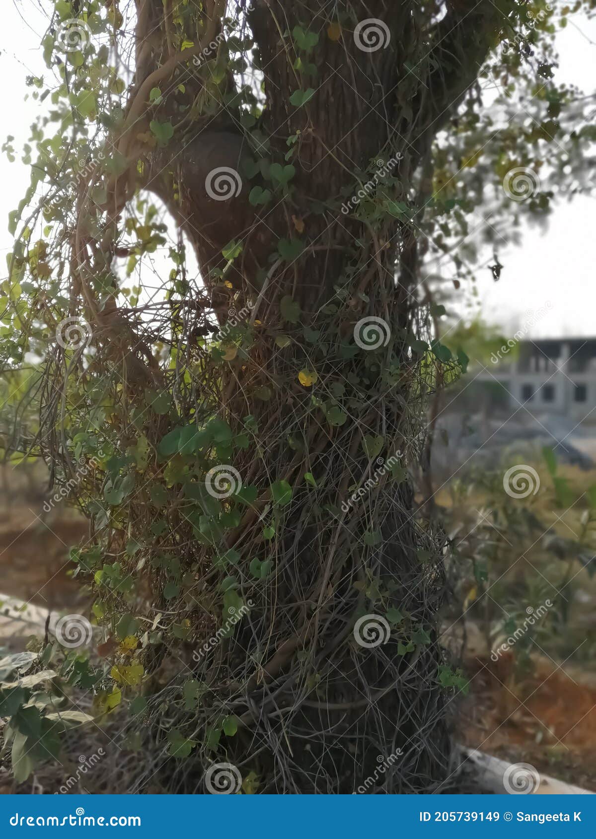 Creepers with Tree Trunk at Ground Stock Image - Image of produce ...