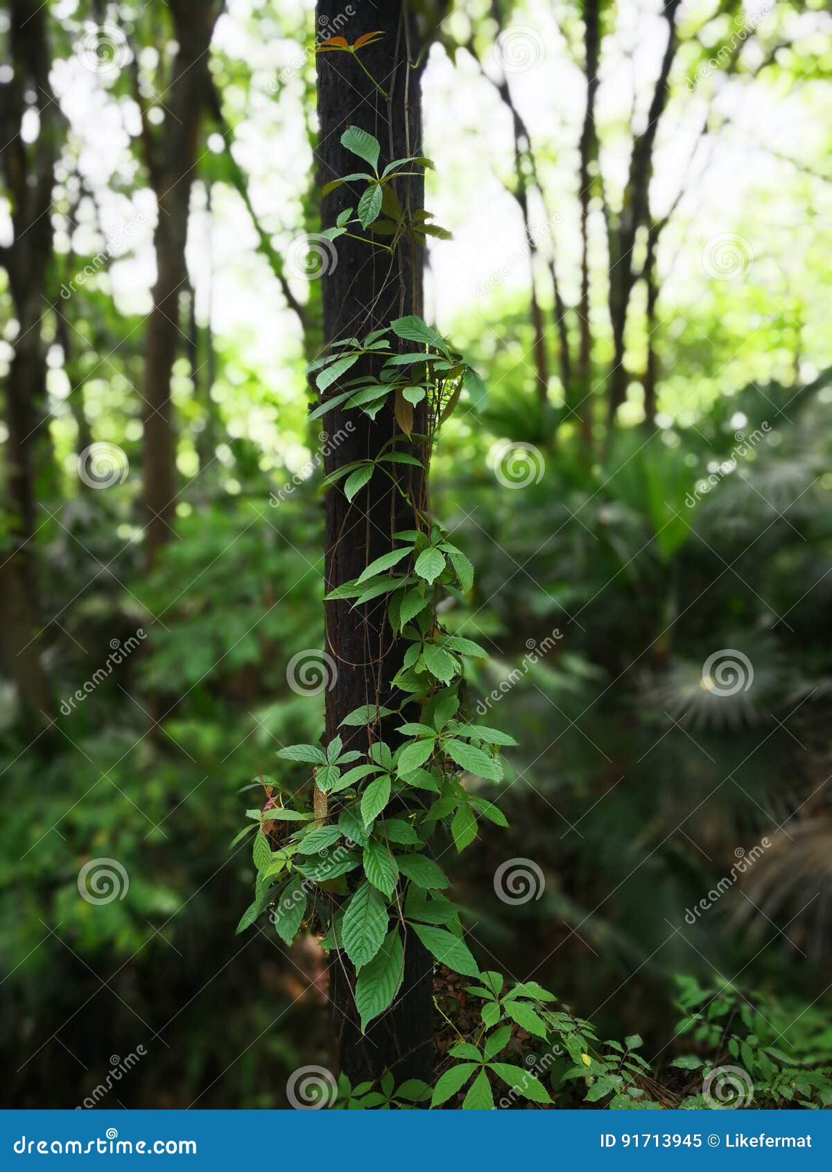 Creepers stock image. Image of vegetation, woodland, leaf - 91713945