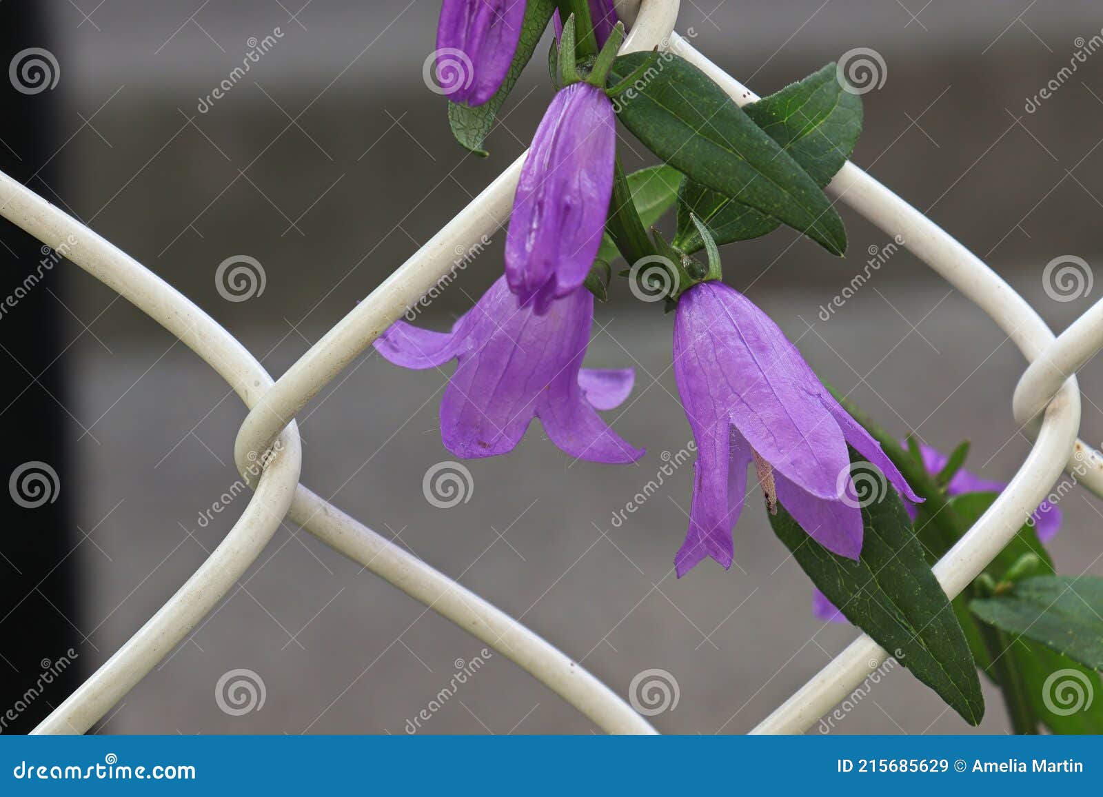 Creeping Bellflower and Invasive Weed on a Fence Stock Image - Image of ...