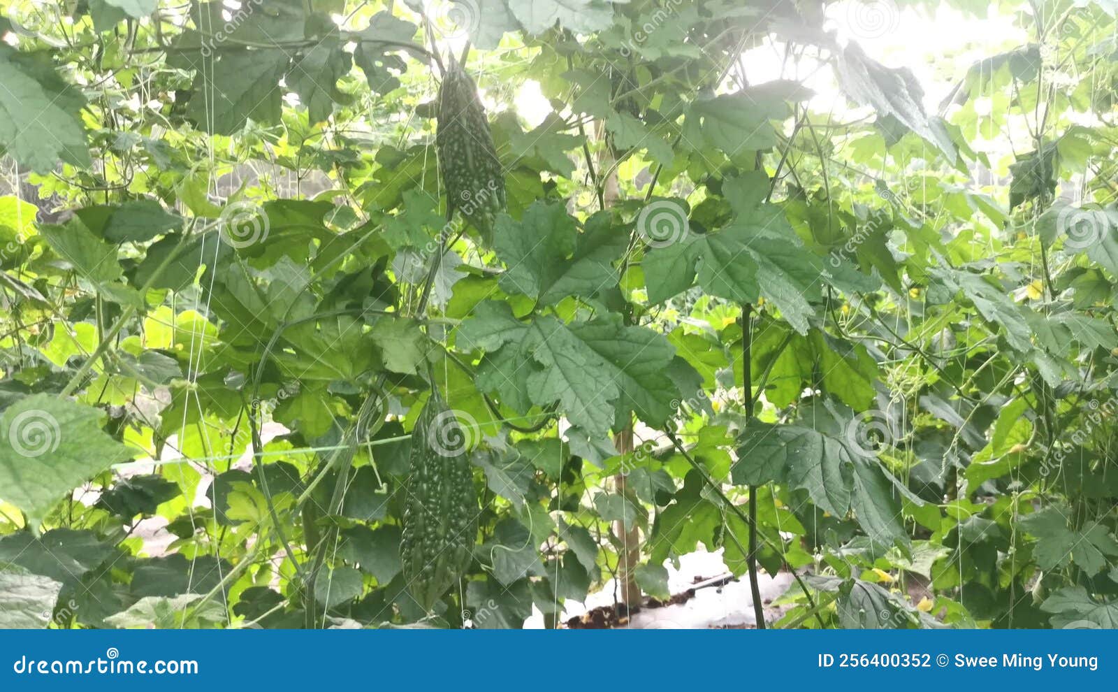 Creeping Bitter Gourd Fruit Hanging on the Vine Stems. Stock Footage ...