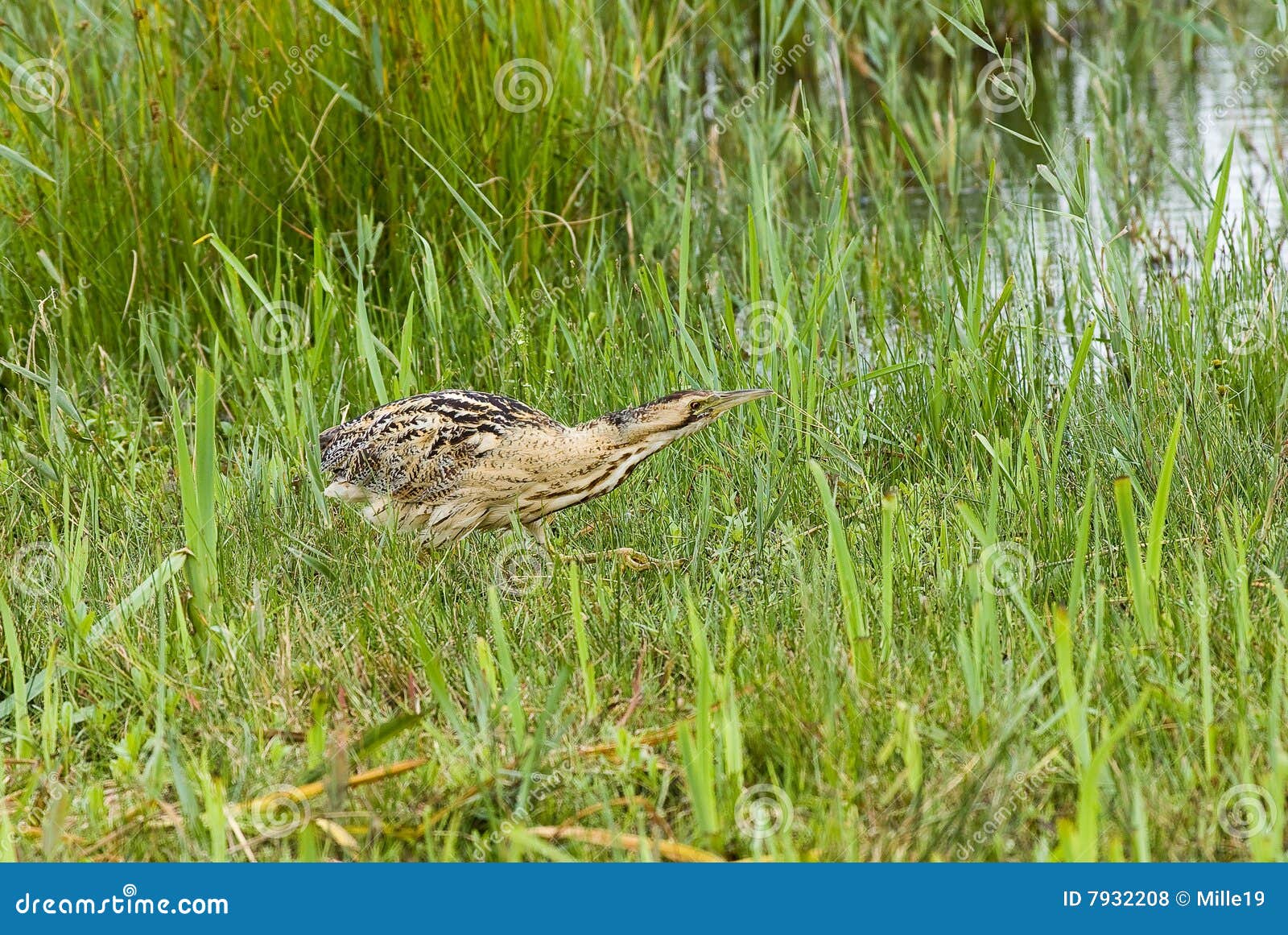 Creeping Bittern stock photo. Image of stellaris, creeping - 7932208