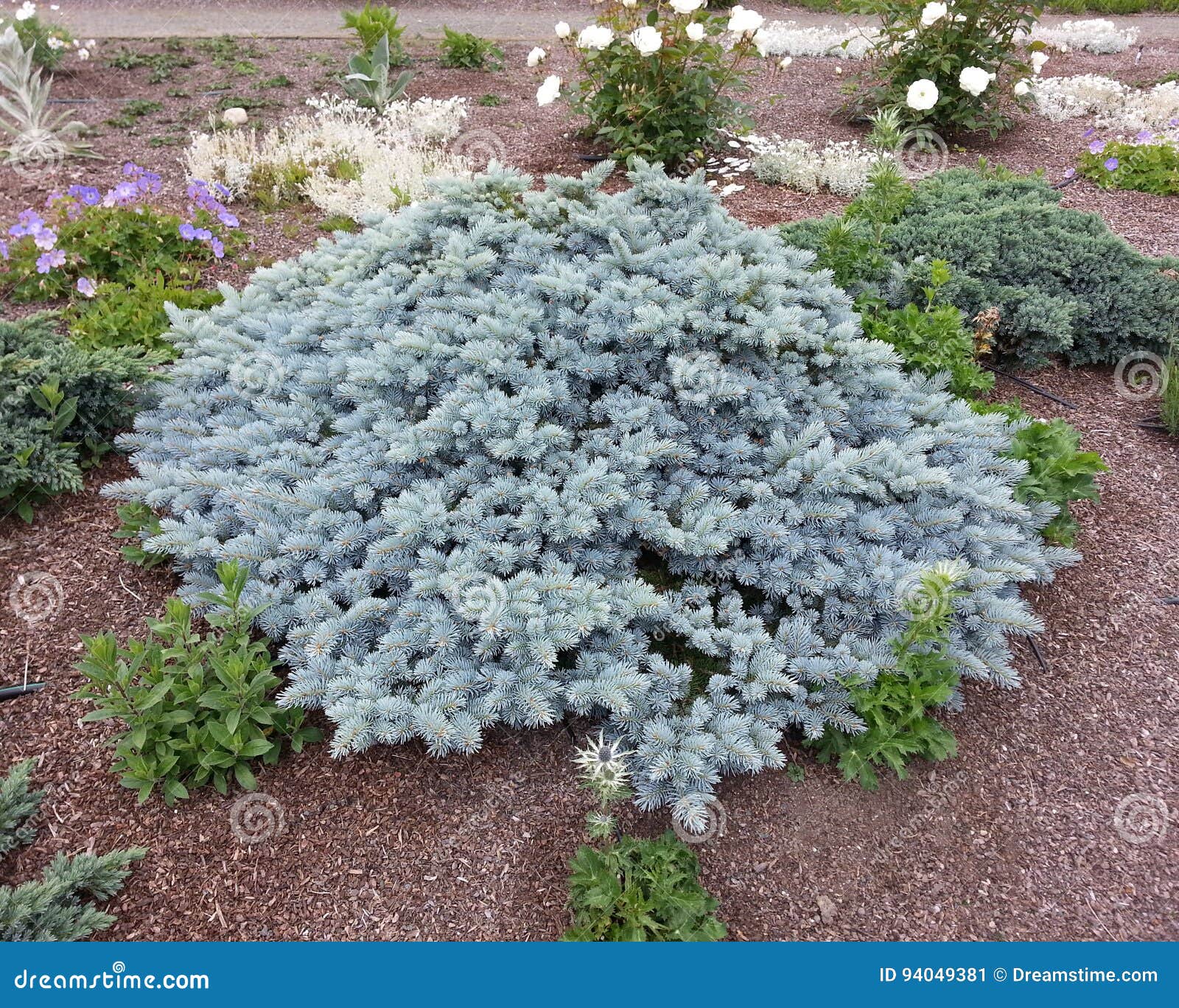 Creeping Blue Spruce stock image. Image of procumbens - 94049381