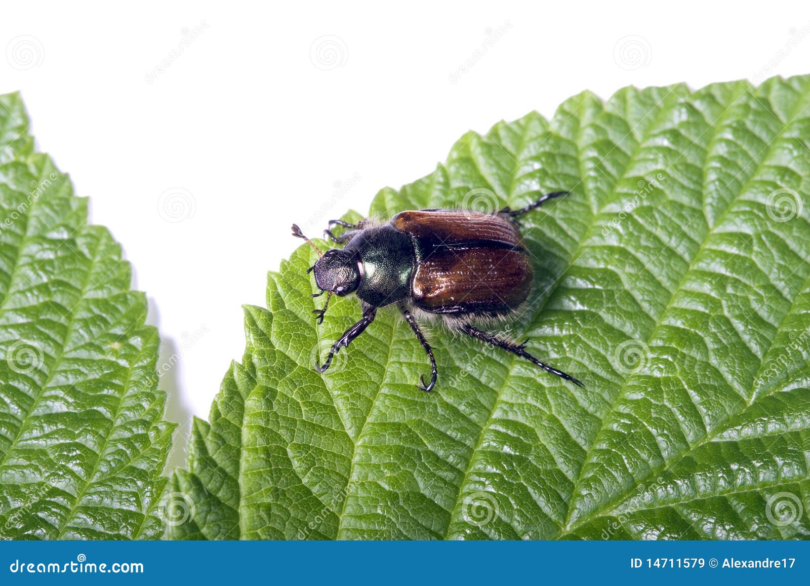 Creeping bug stock image. Image of pest, shiny, creep - 14711579