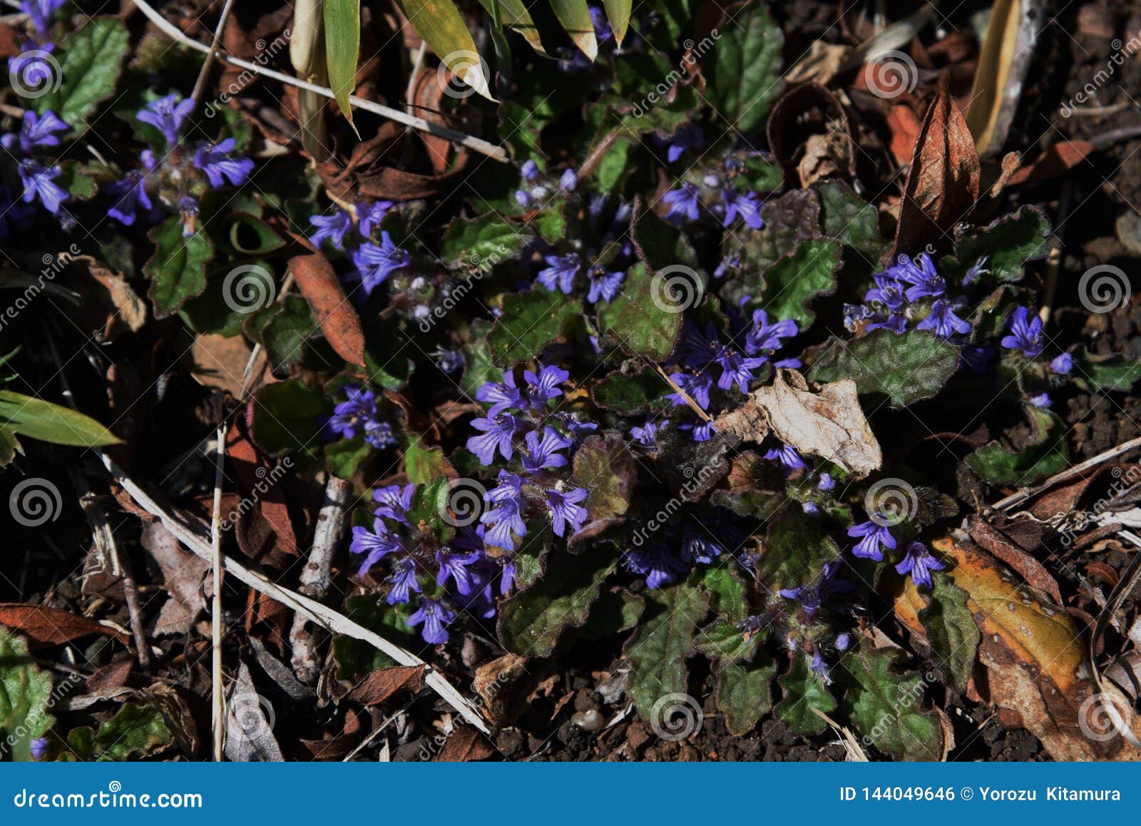 Creeping bugle weed stock photo. Image of herb, carpet - 144049646