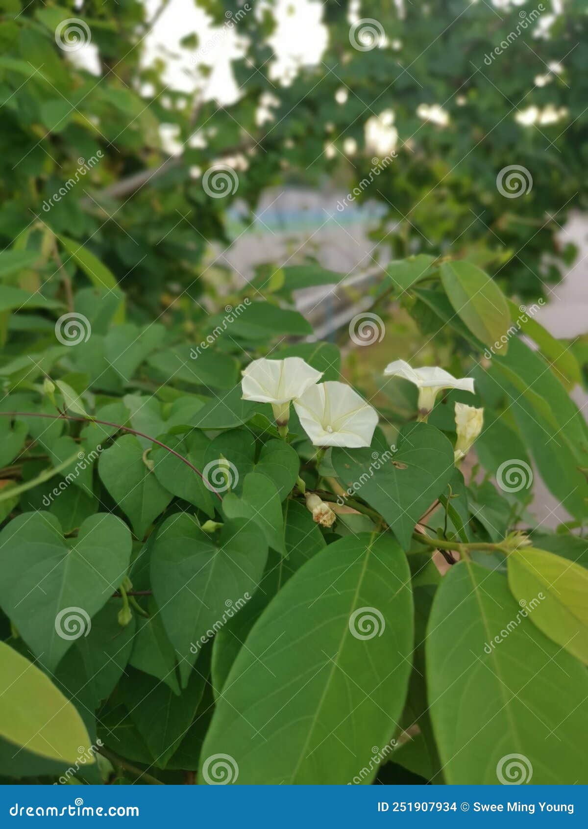 Creeping Bushes of the Wild Ipomoea Alba Flower Stock Photo - Image of ...