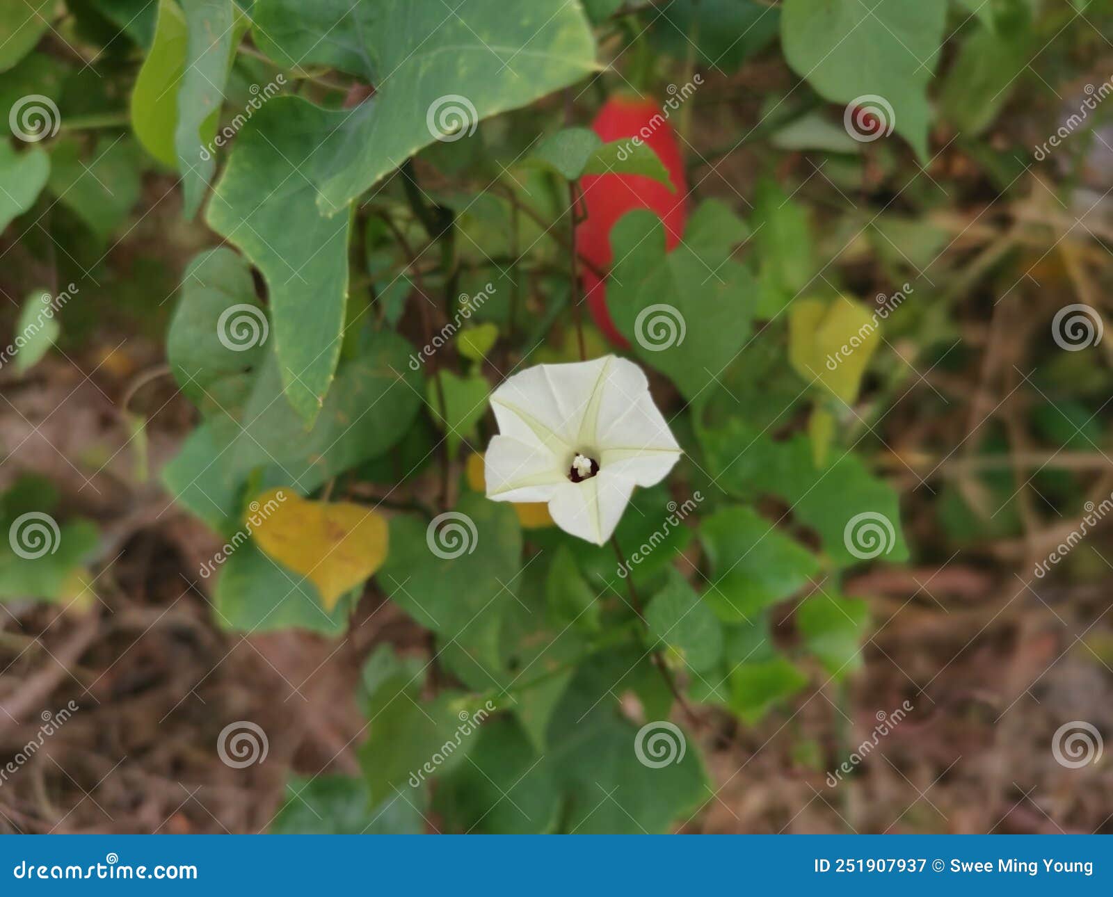 Creeping Bushes of the Wild Ipomoea Alba Flower Stock Image - Image of ...