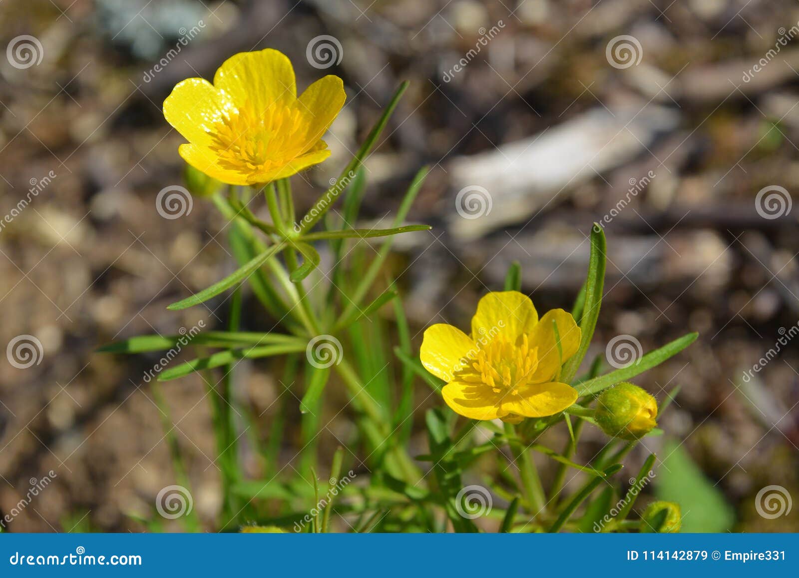 Creeping buttercup flower stock image. Image of spring - 114142879