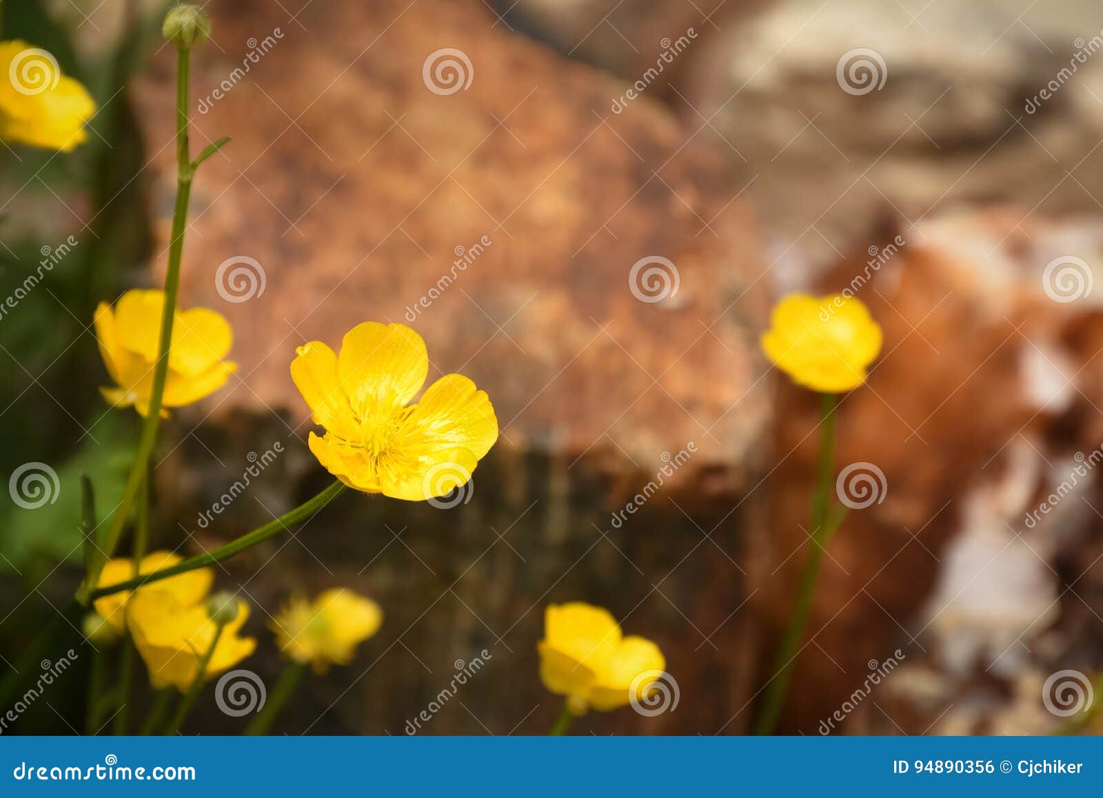 Creeping Buttercup Ranunculus Repens Stock Photo - Image of soft ...