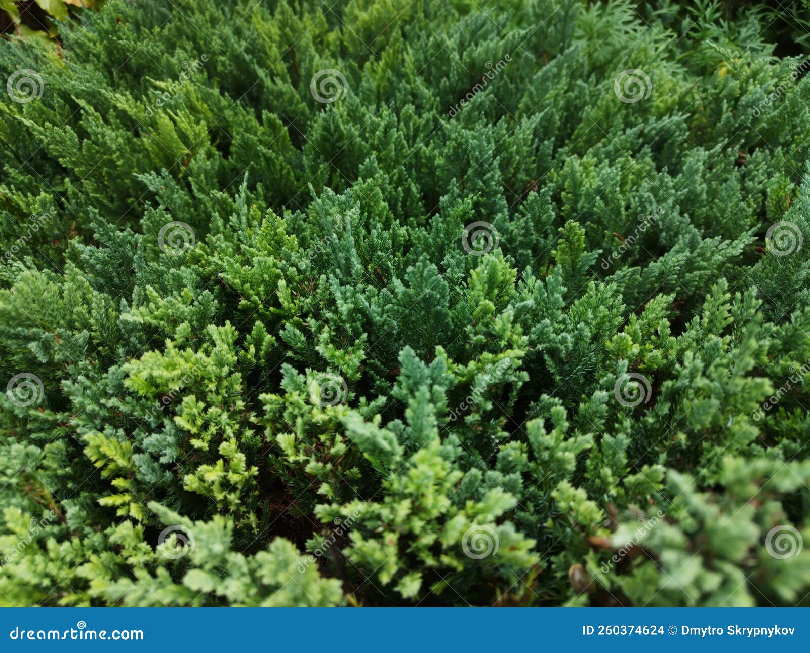 Creeping Cedar Juniperus Horizontalis a Low-growing Shrubby Juniper ...