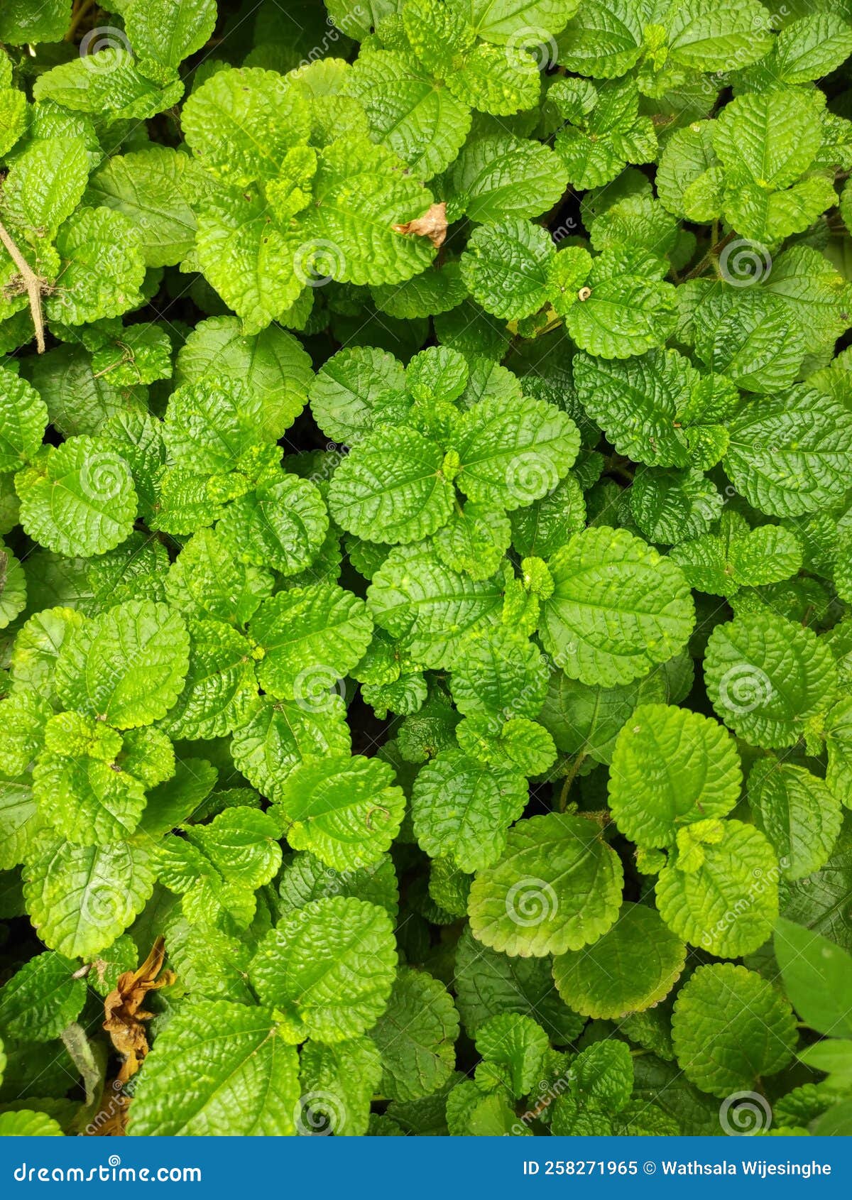 Creeping Charlie Groundcover Flowering Purple Royalty-Free Stock ...