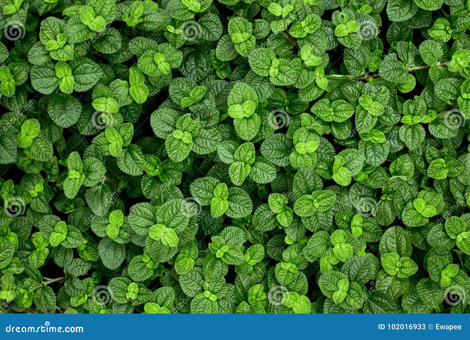 Creeping Charlie Leaves Background Stock Image | CartoonDealer.com ...