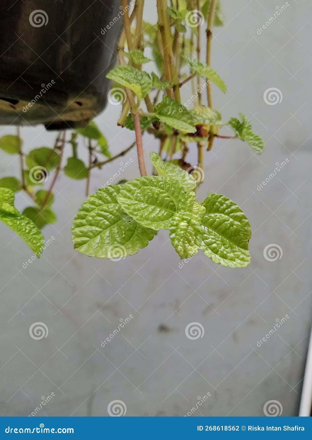 Creeping Charlie plant stock photo. Image of flower - 268618562