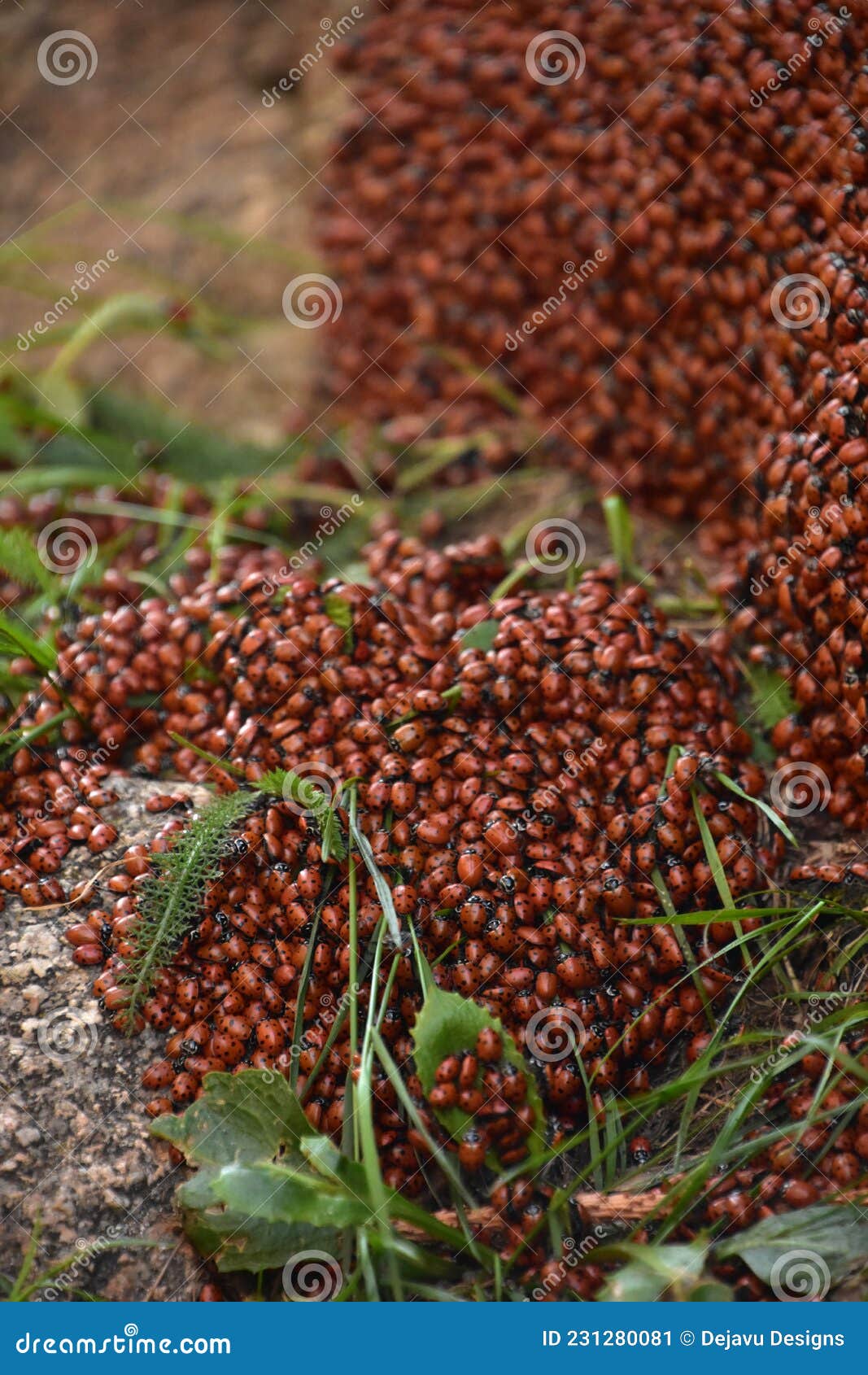 A Swarm Of Ladybugs Royalty-Free Stock Photo | CartoonDealer.com #123187887