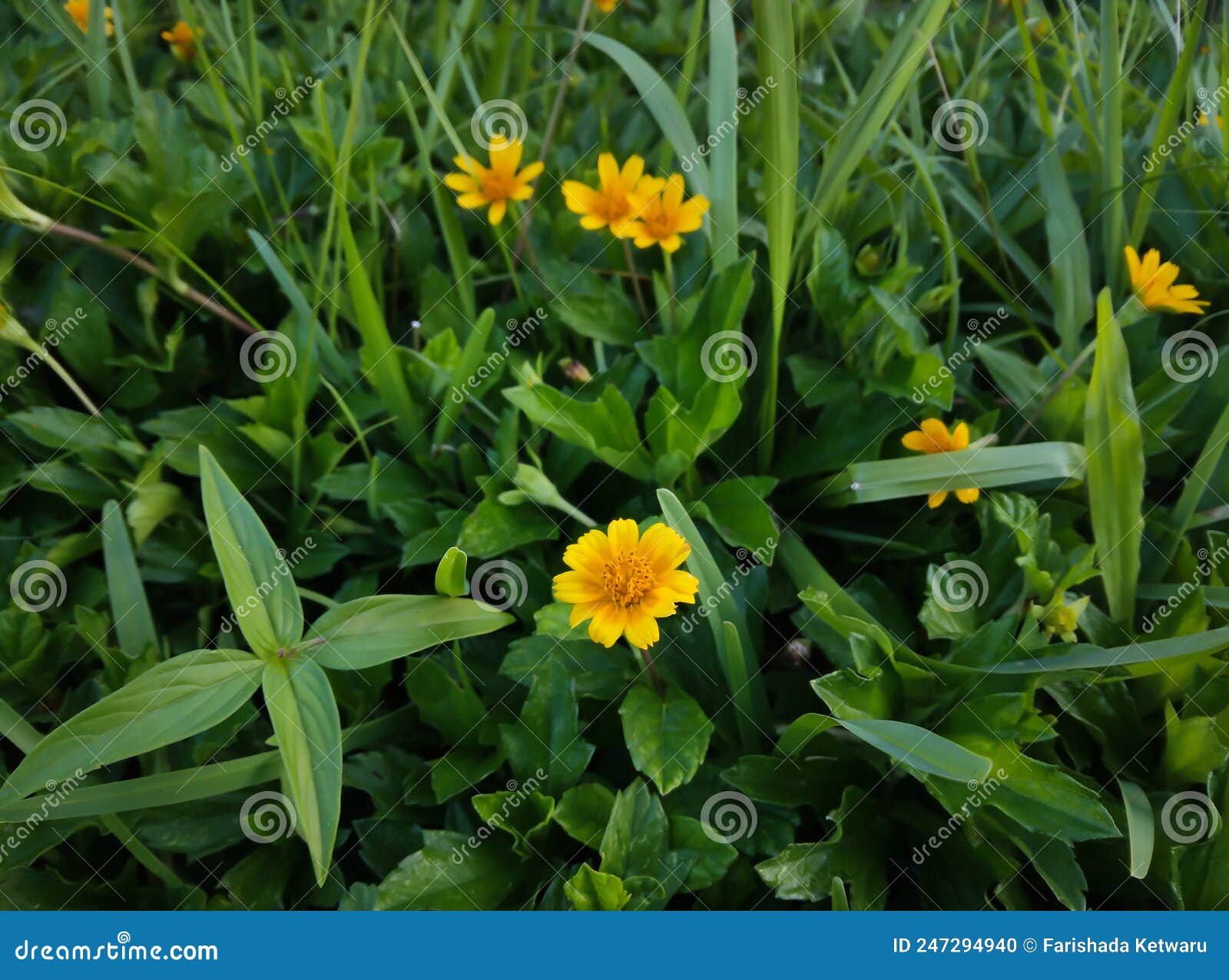 Creeping Daisy Ground Cover in the Wild Stock Photo - Image of herbal ...