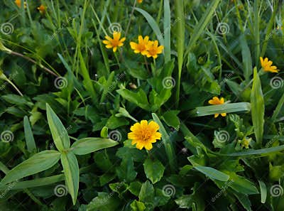 Creeping Daisy Ground Cover in the Wild Stock Photo - Image of herbal ...