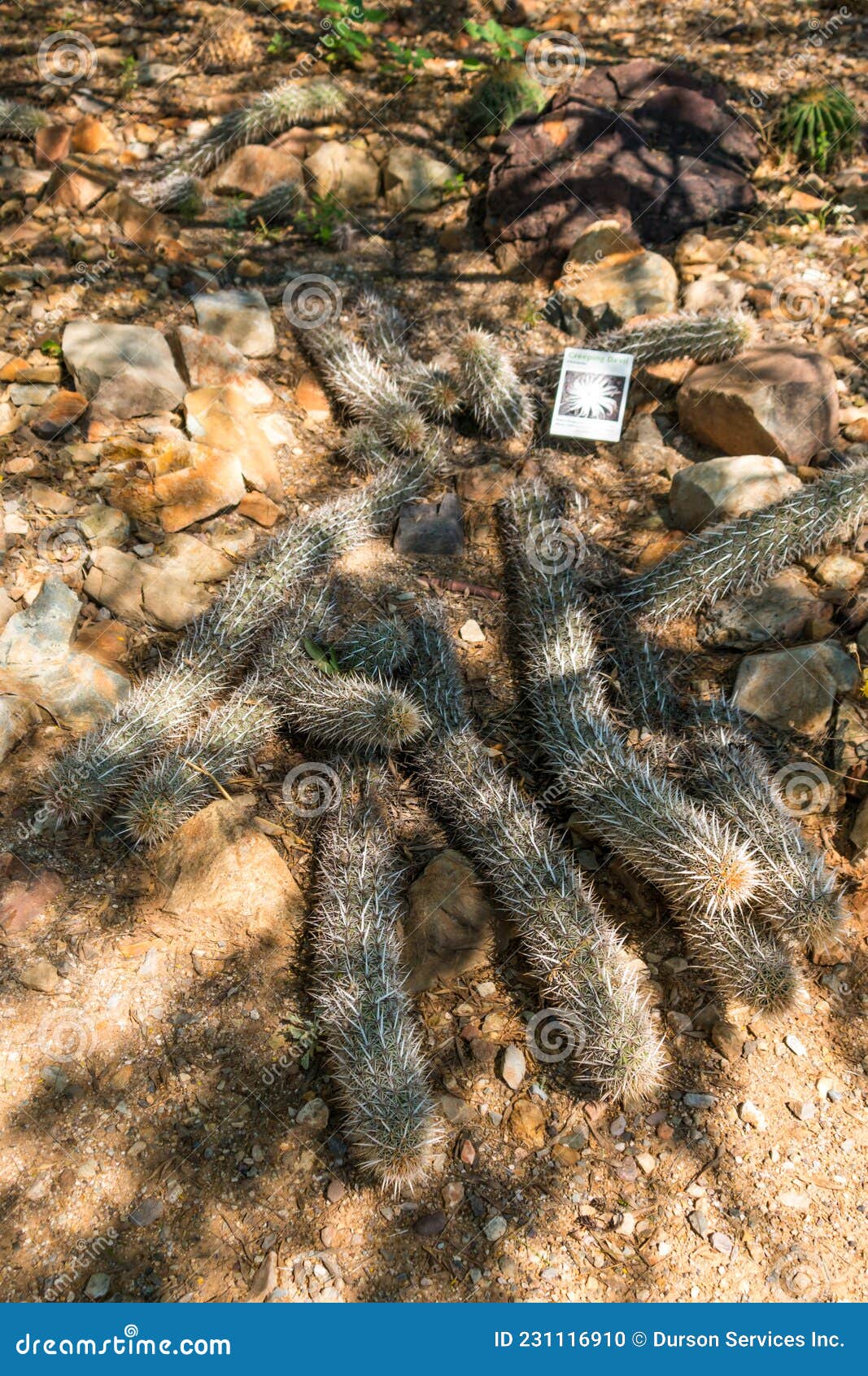 Creeping Devil Cactus, Vertical Image Stock Photo - Image of ...