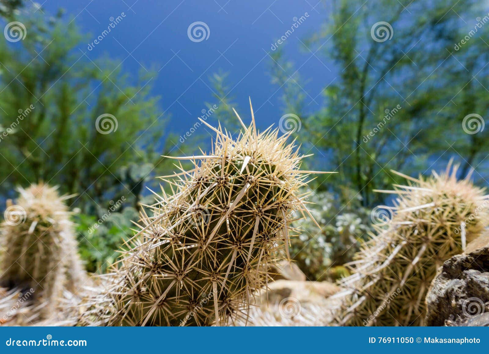 Creeping devil stock photo. Image of creeping, stenocereus - 76911050