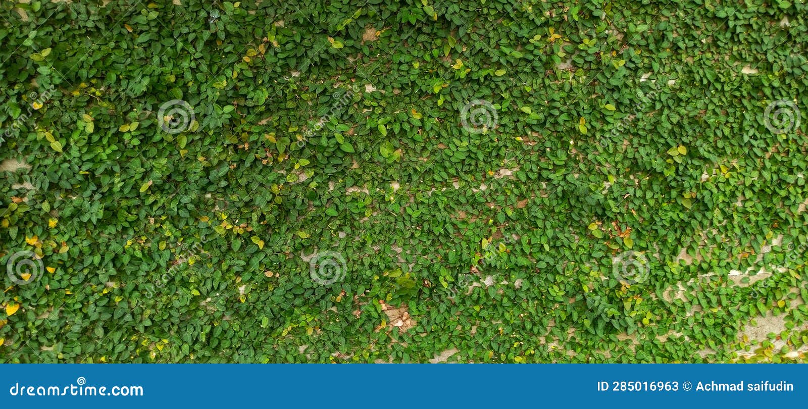 Creeping Fig or Climbing Fig Vines on the Wall Stock Image - Image of ...