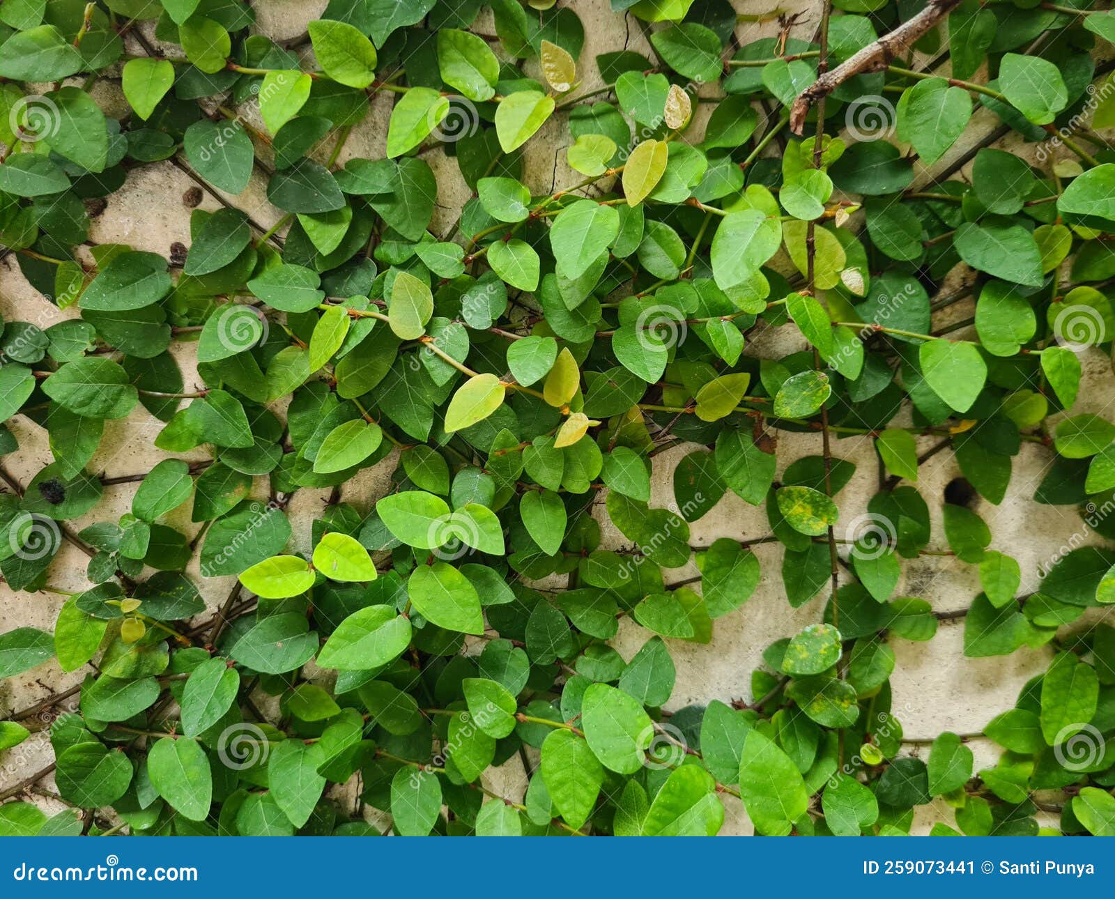 Creeping Fig or Climbing Fig on the Wall Stock Image - Image of leaf ...