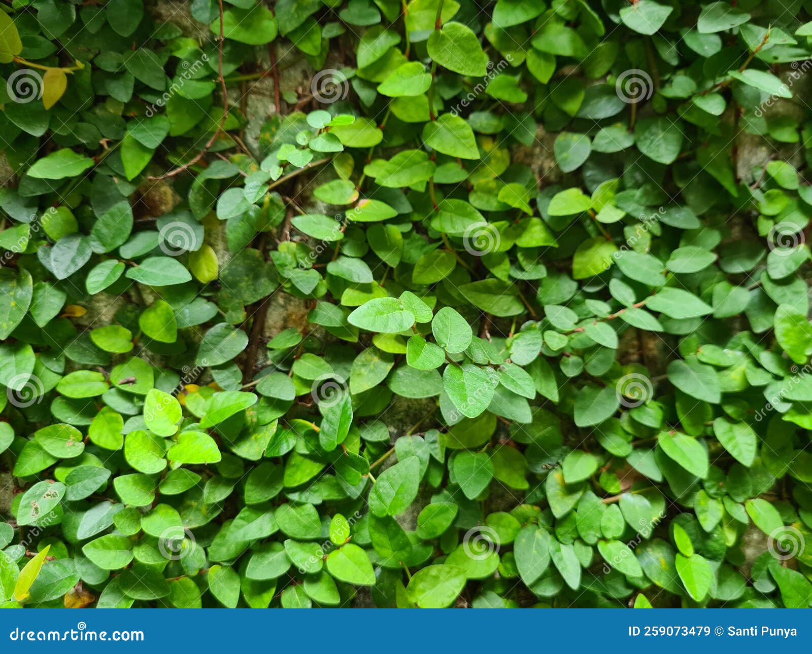 Creeping Fig or Climbing Fig on the Wall Stock Image - Image of soil ...