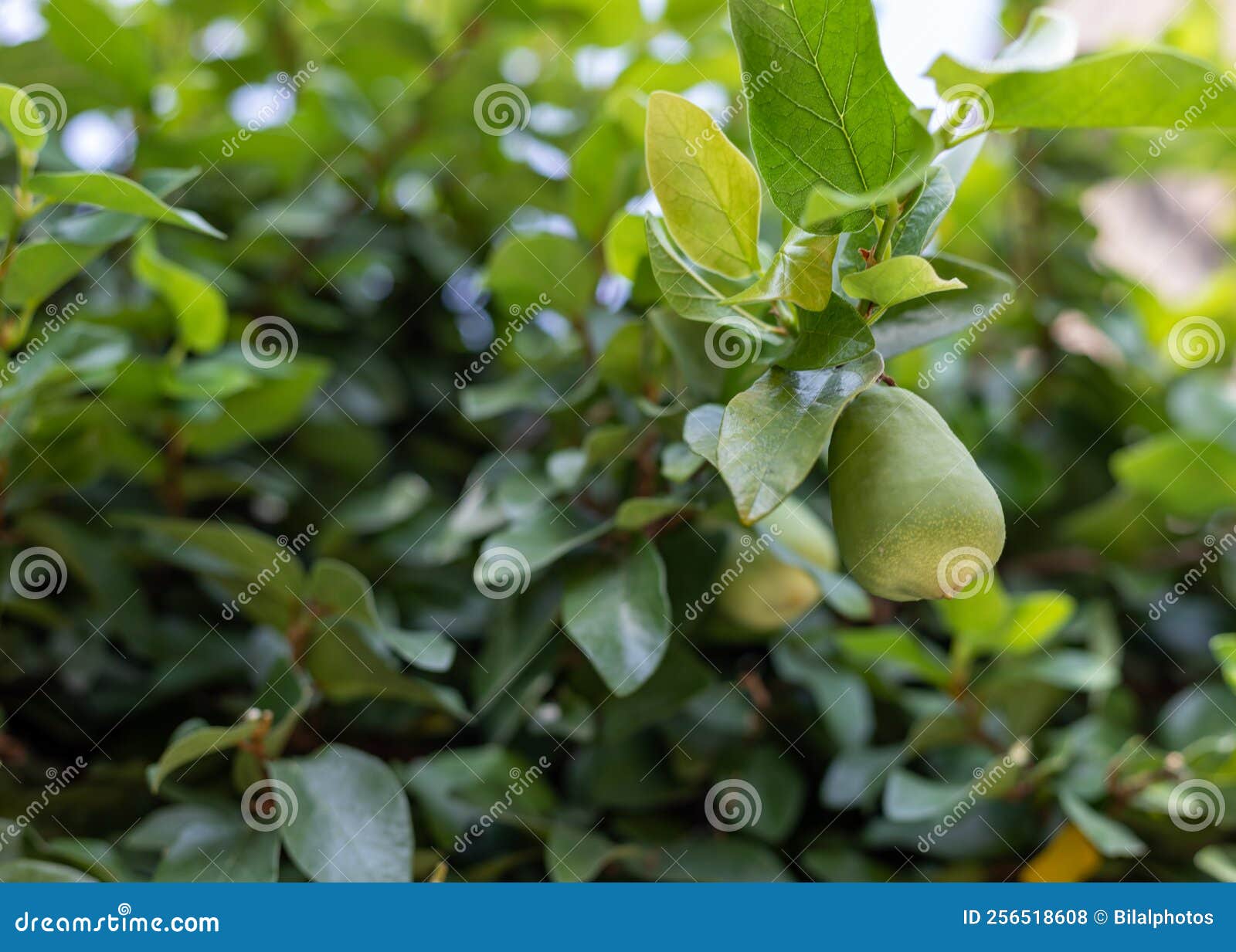 Creeping Fig Growing Healthy with a Fig Fruit Hanging from Its Branches ...