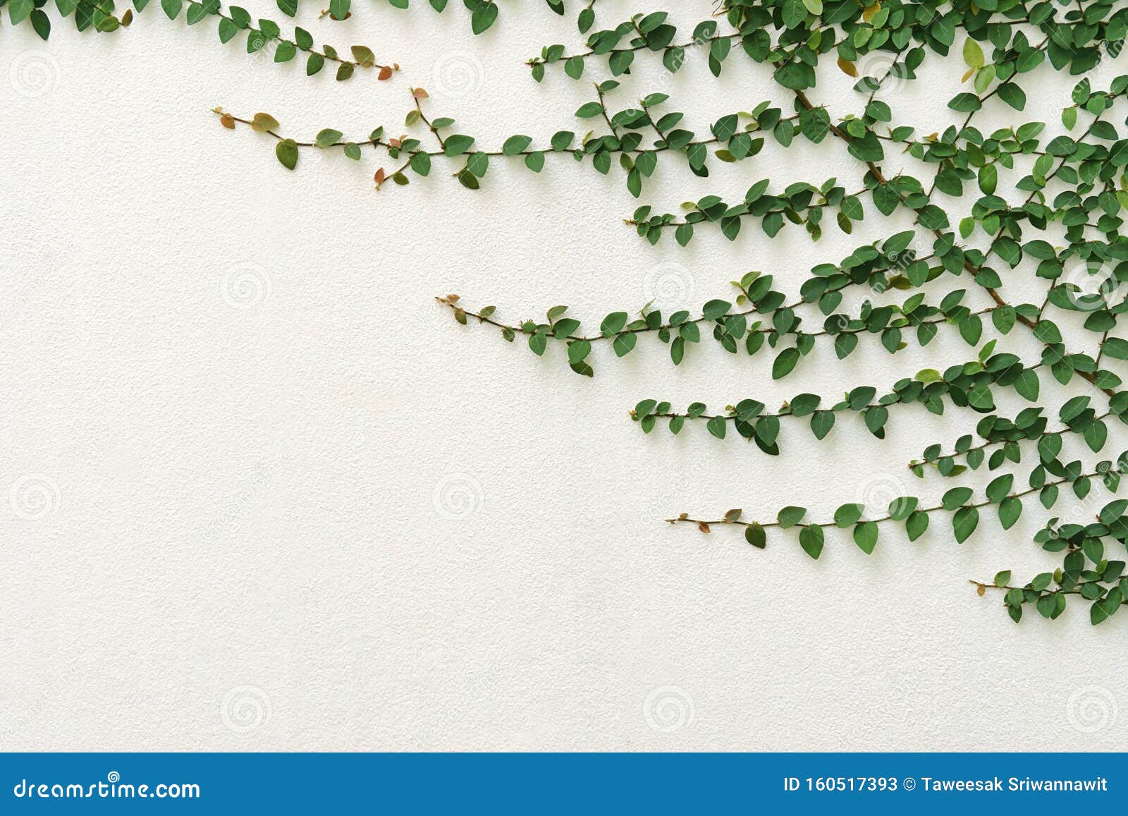 Creeping Fig on Plaster Painted White Wall Stock Image - Image of ficus ...