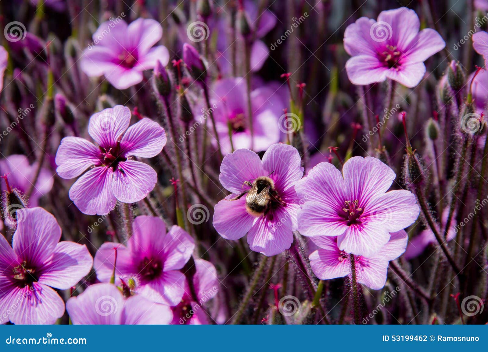 Creeping Flowers stock photo. Image of background, grass - 53199462